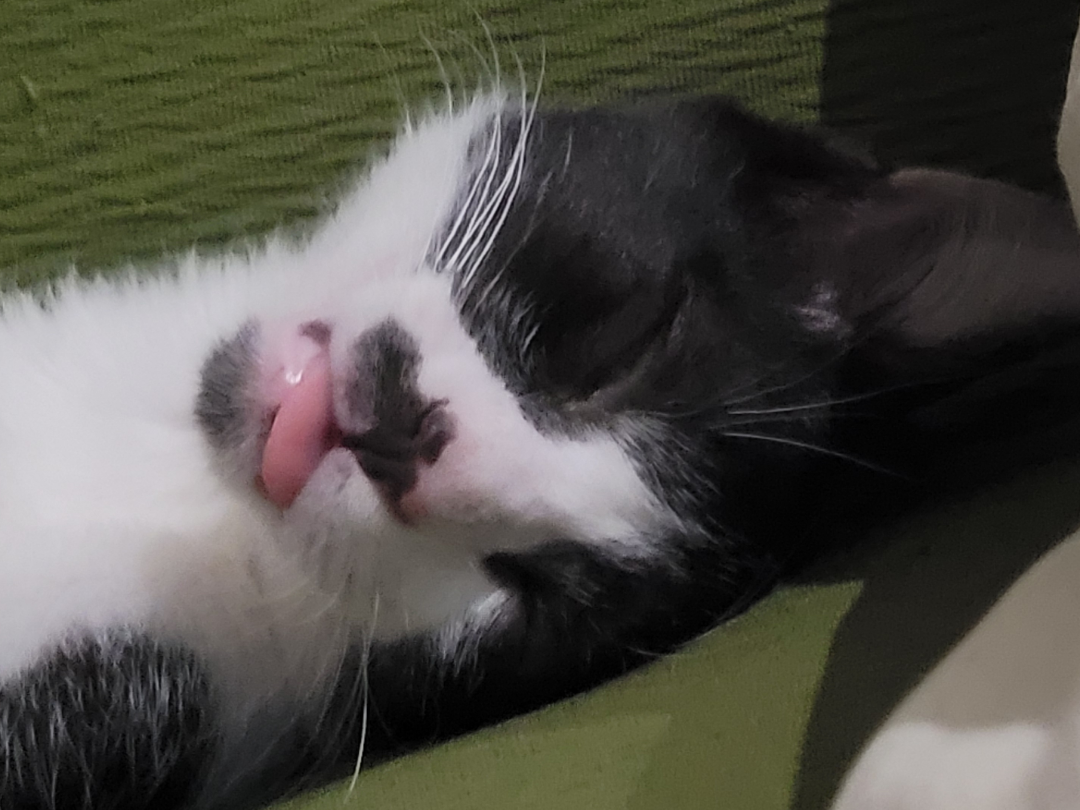 Blep sleep | Scrolller