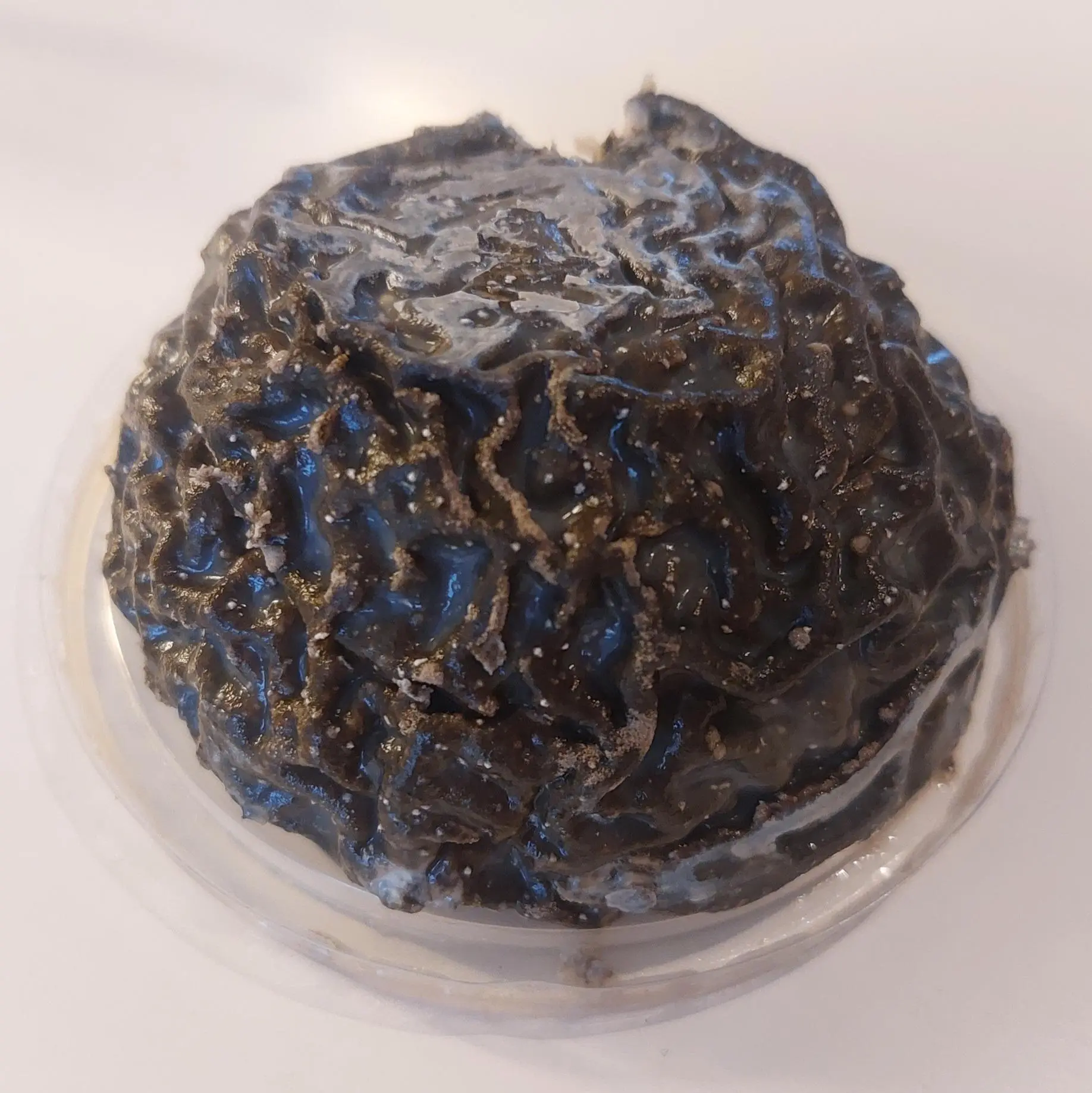 Blue brain | Scrolller