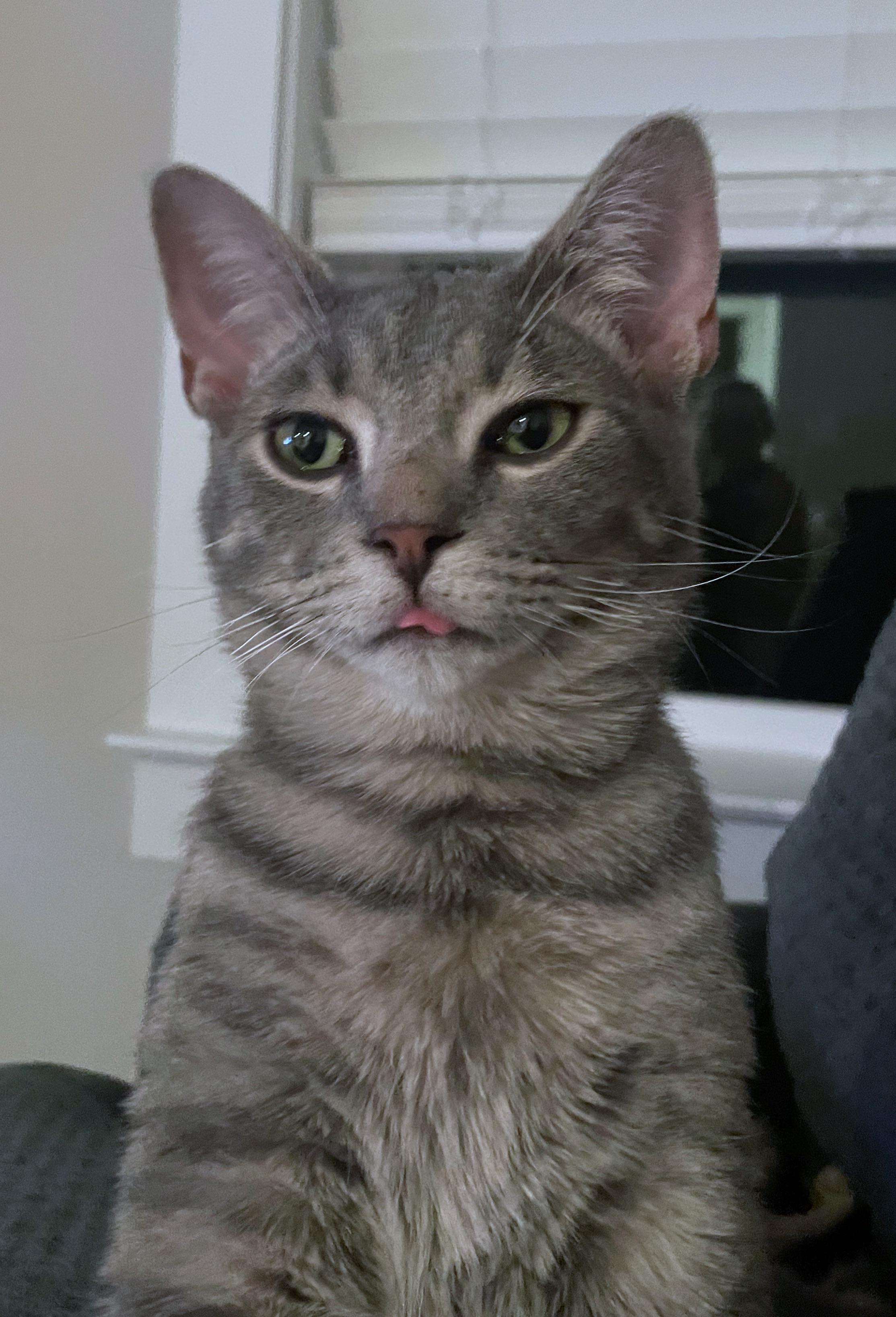 Blue’s Blep | Scrolller