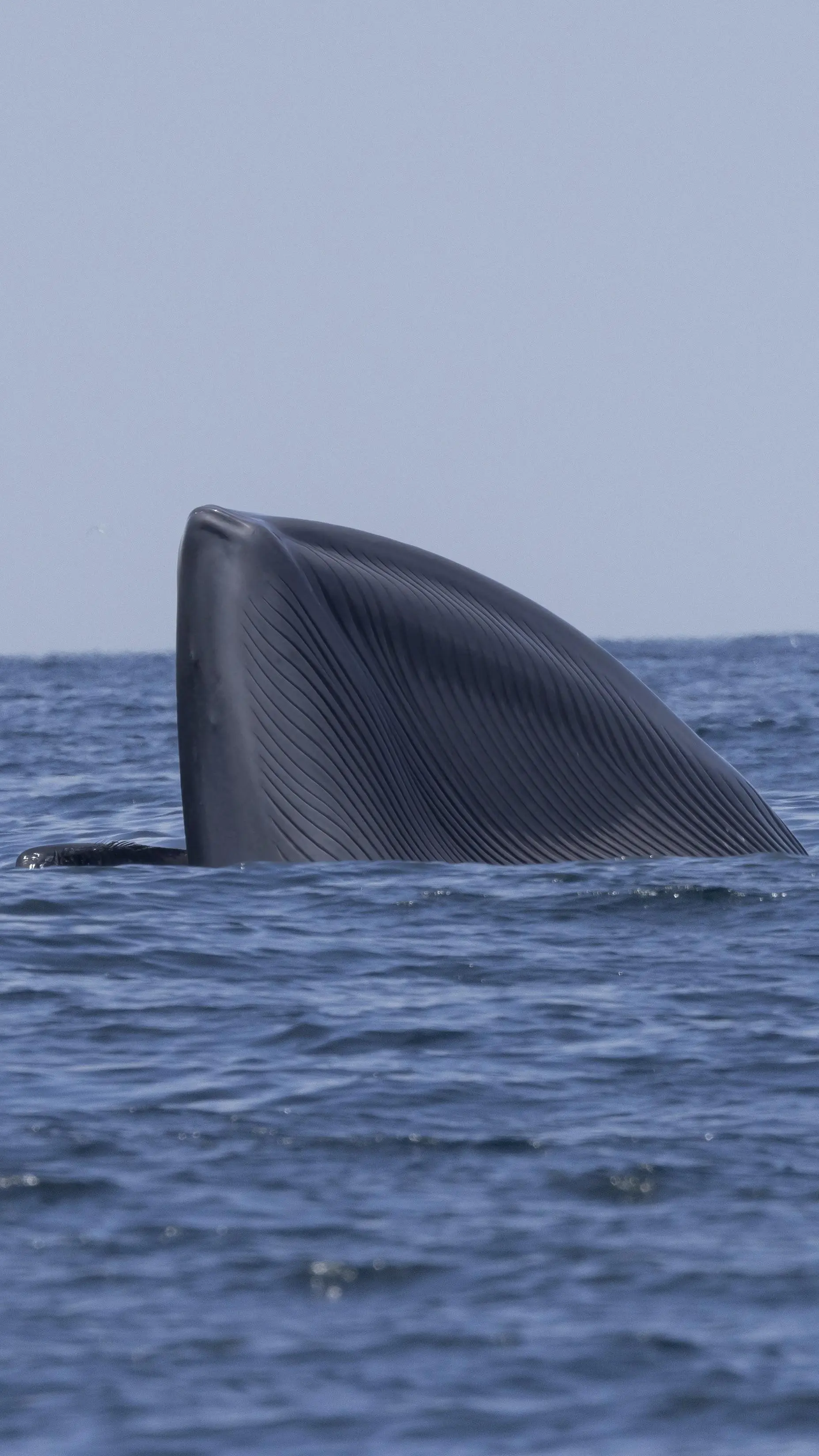 Discover more like Whales: Blue whale vertically lunge feeding! and Related Content | Scrolller