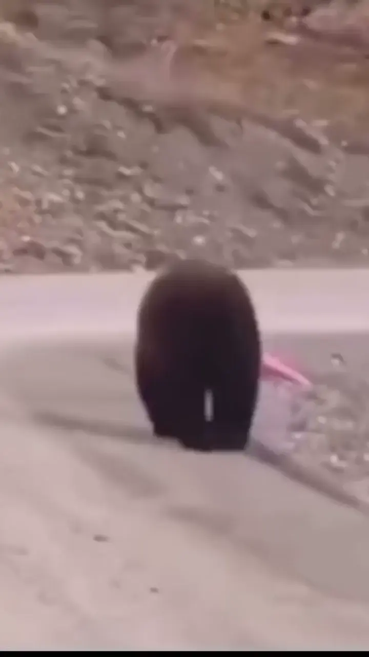 Blursed_be_like_bear | Scrolller