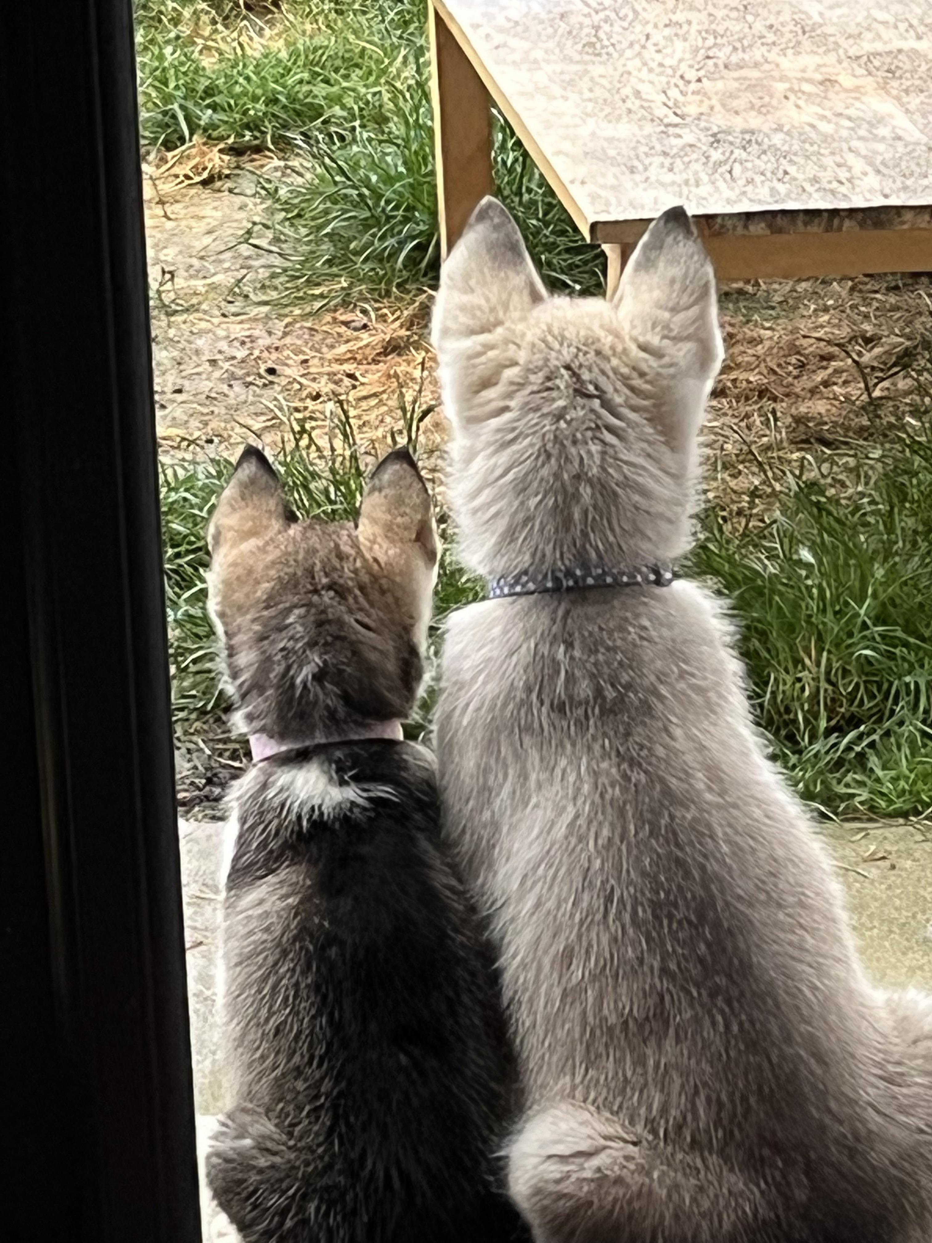 Brother and sister bond | Scrolller