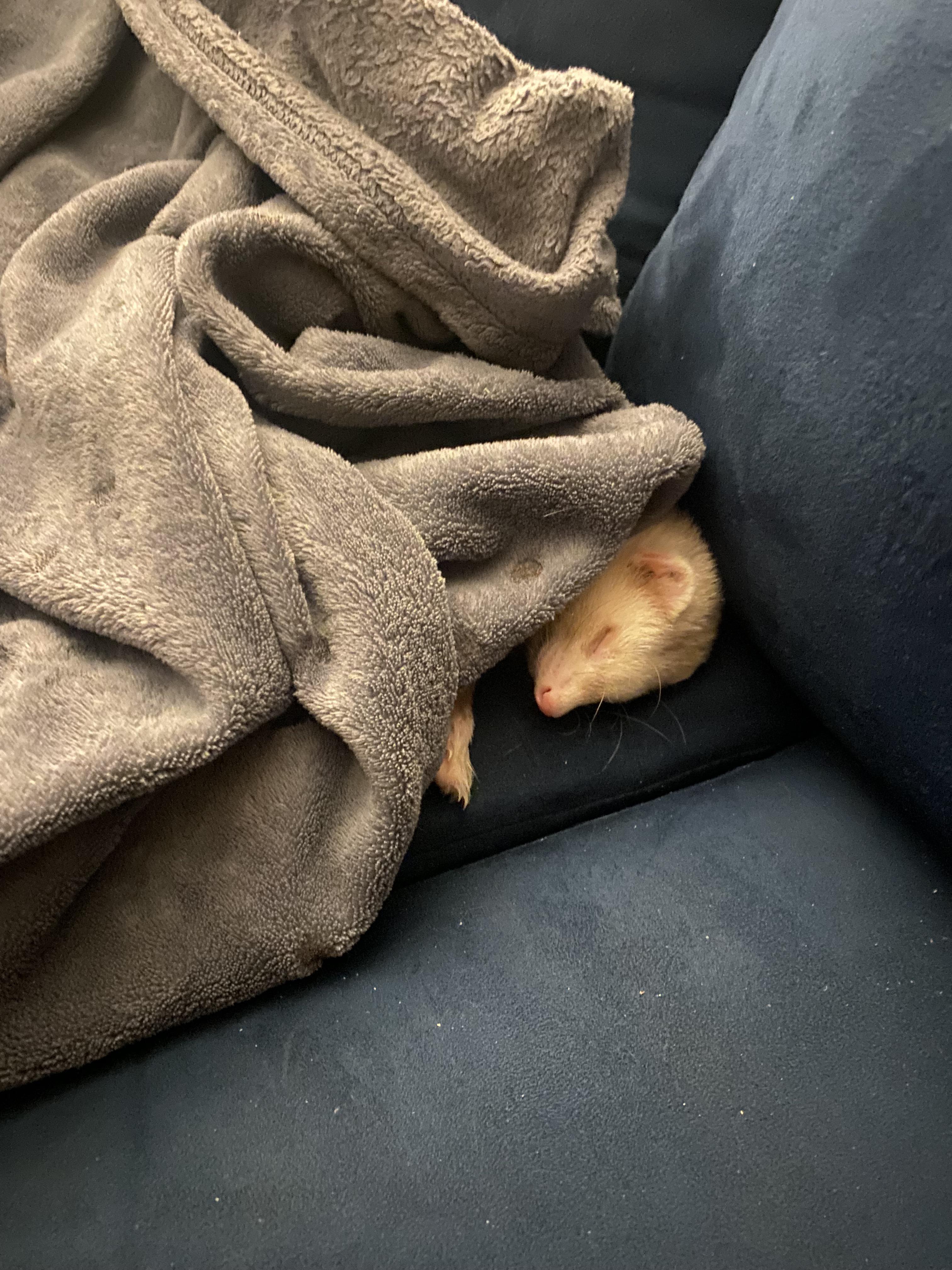 Show me your best sleeping noodle photos! | Scrolller