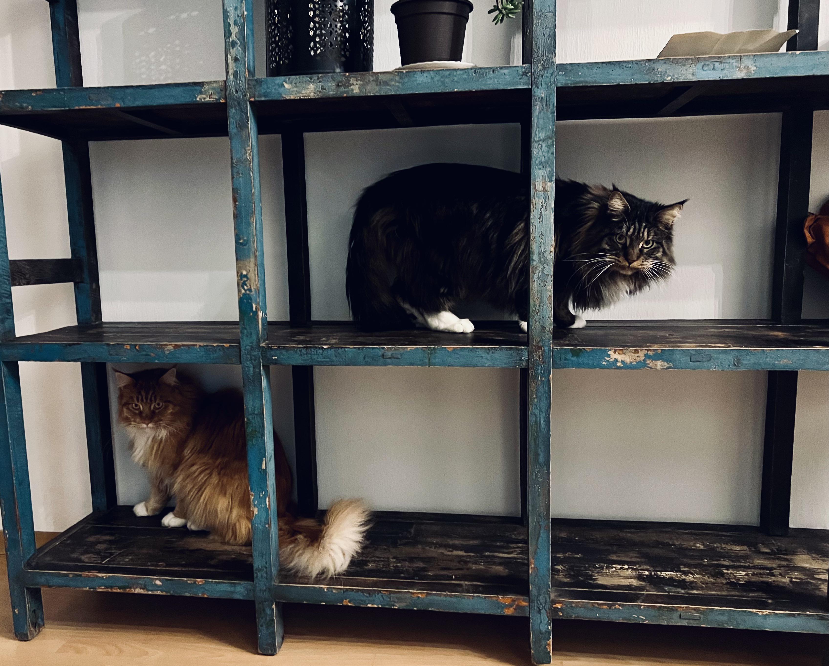 Iggy and Tonka approve of the new book shelf. | Scrolller