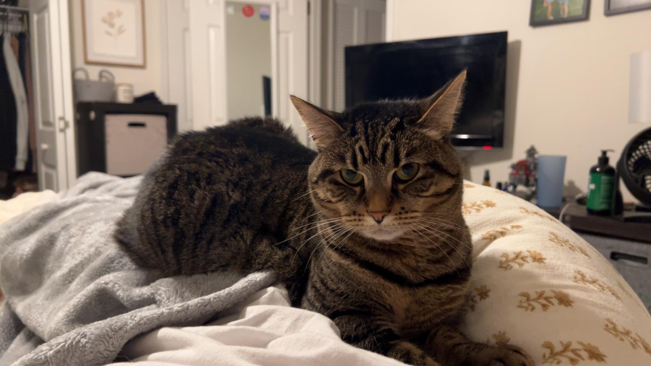 Is my Nova standard issue | Scrolller