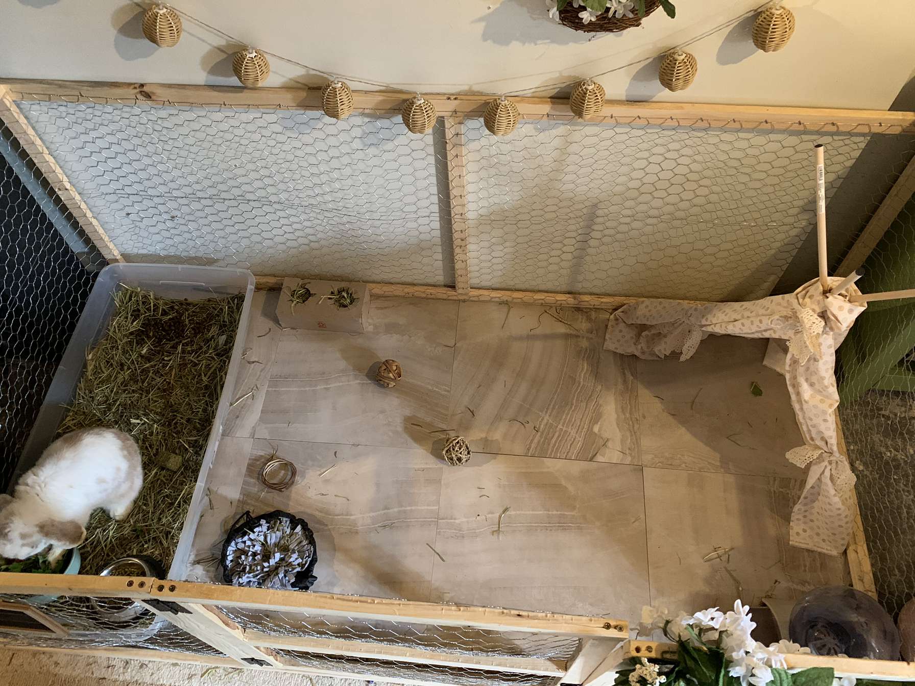 New rabbit owner, any tips/advice? | Scrolller