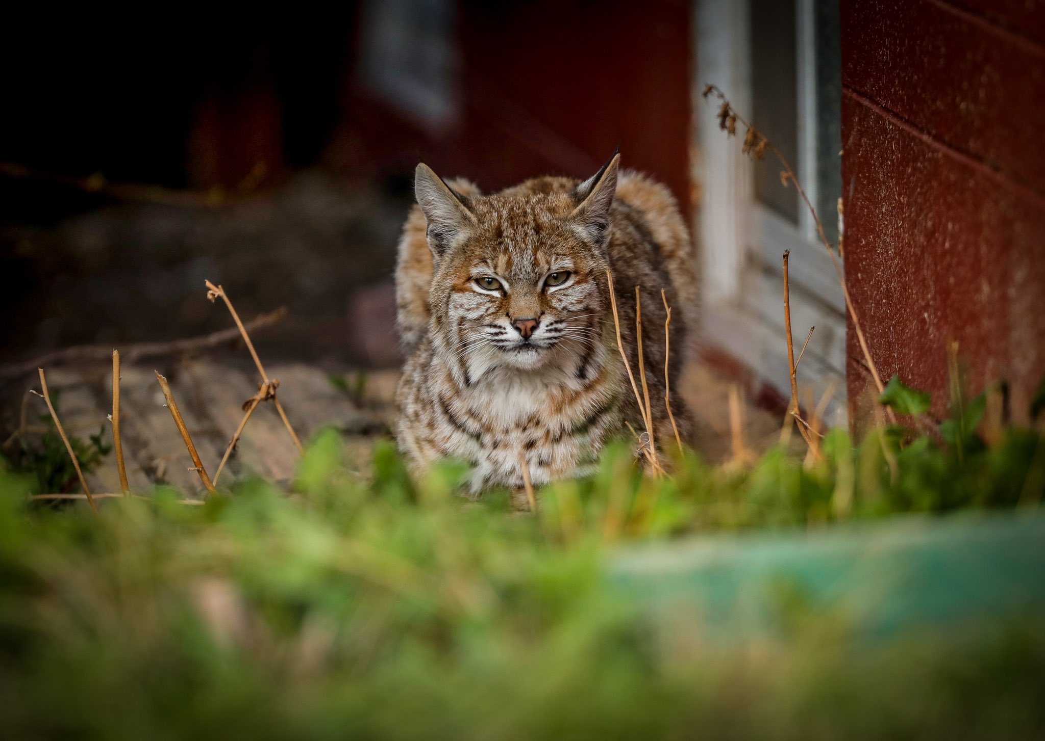 Bobcat | Scrolller