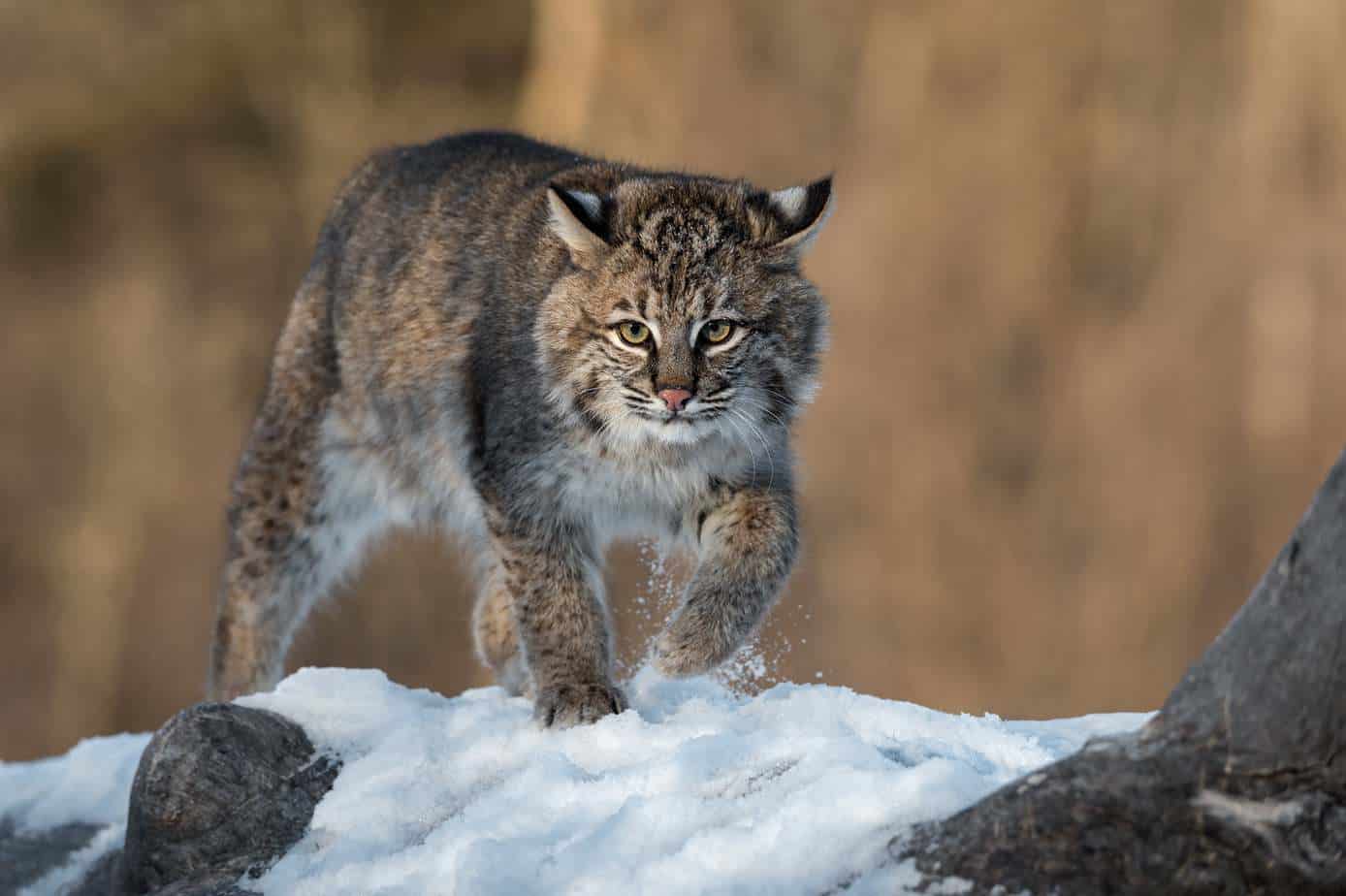 Bobcat | Scrolller