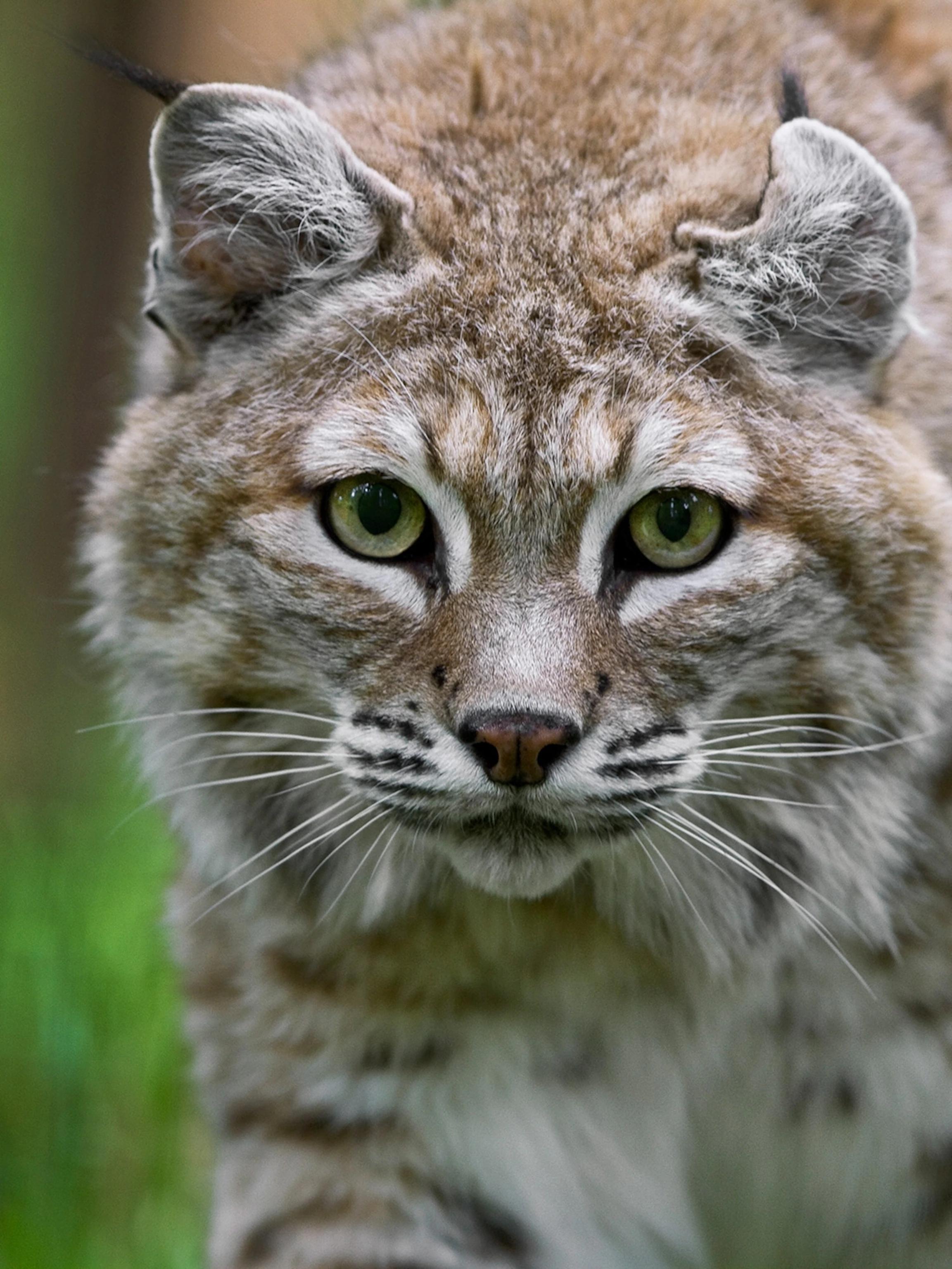 Bobcat | Scrolller