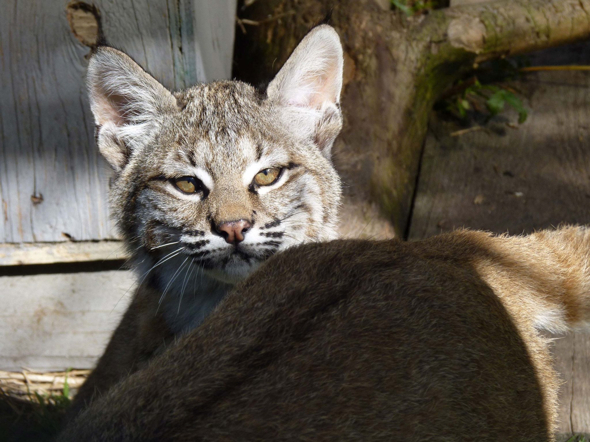 Bobcat | Scrolller