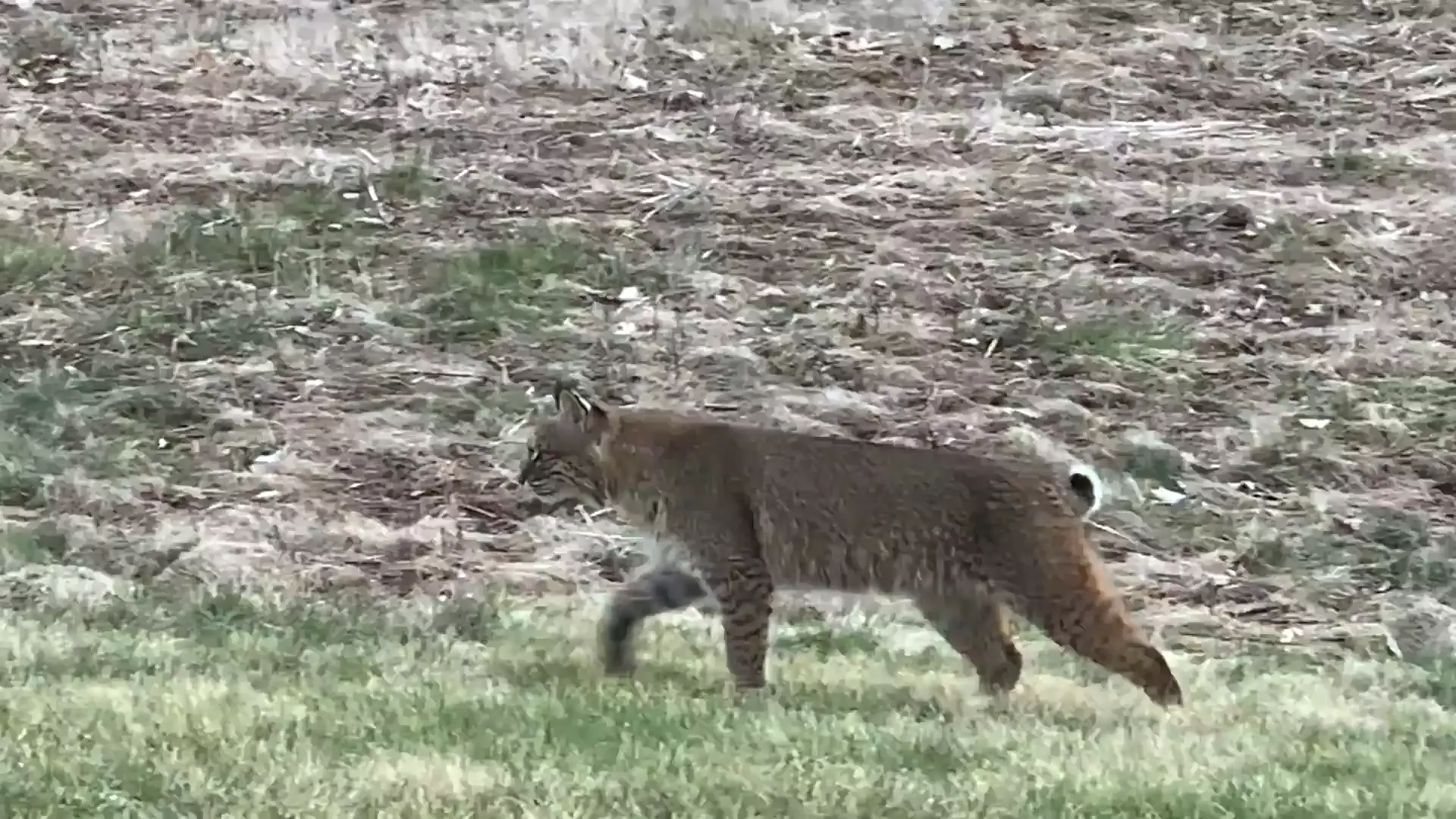 Bobcat in my backyard | Scrolller