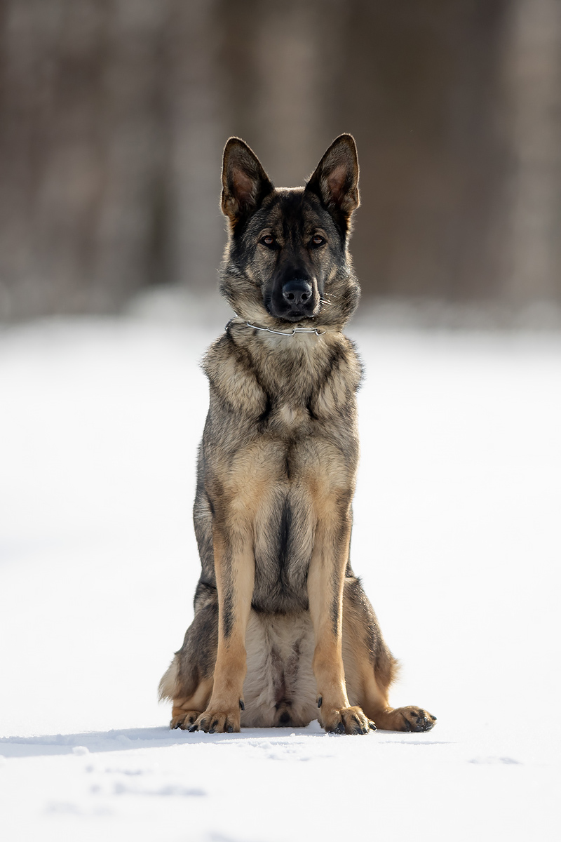 Our beautiful German Shepherd | Scrolller