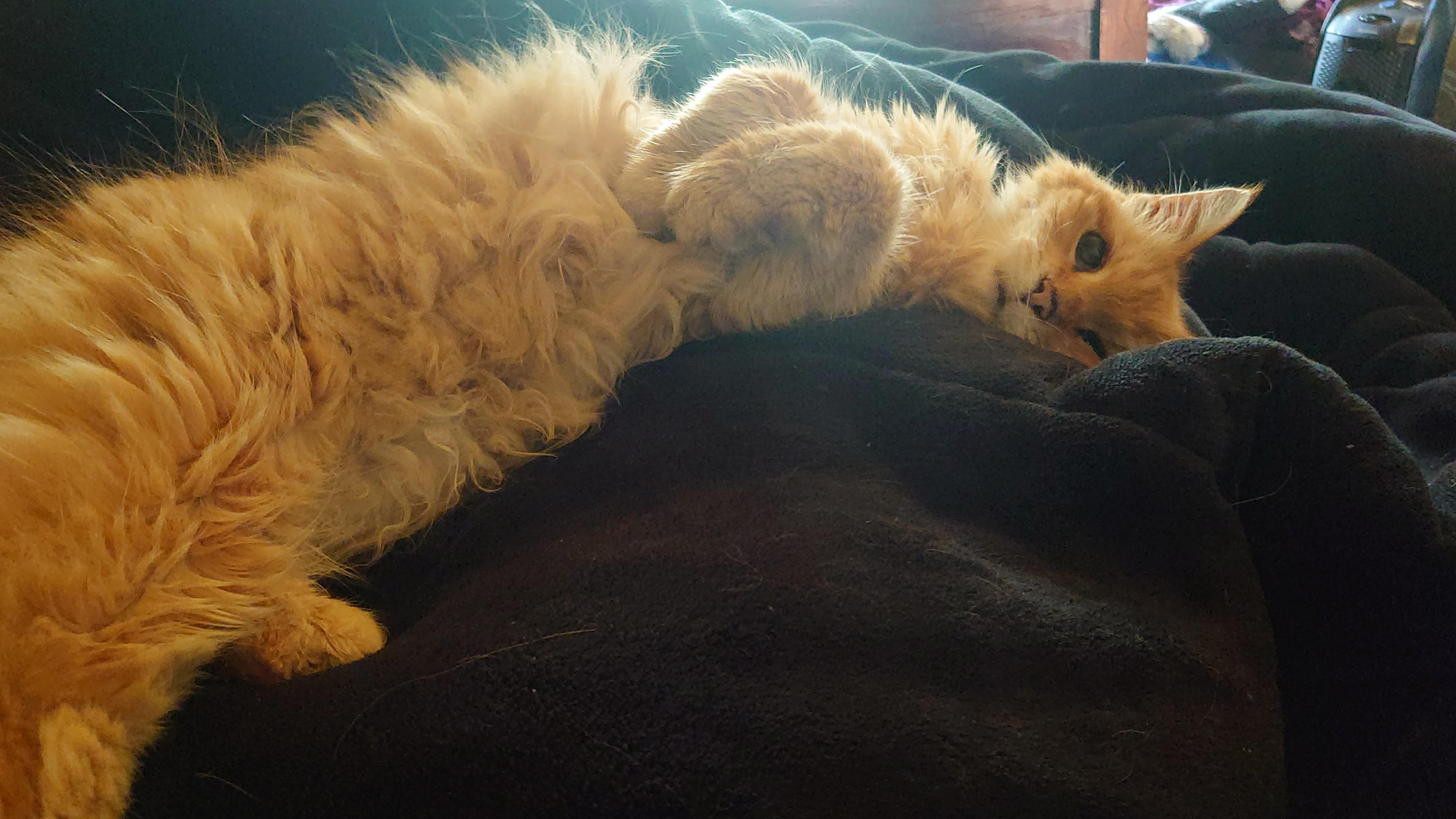 Boneless noodle | Scrolller