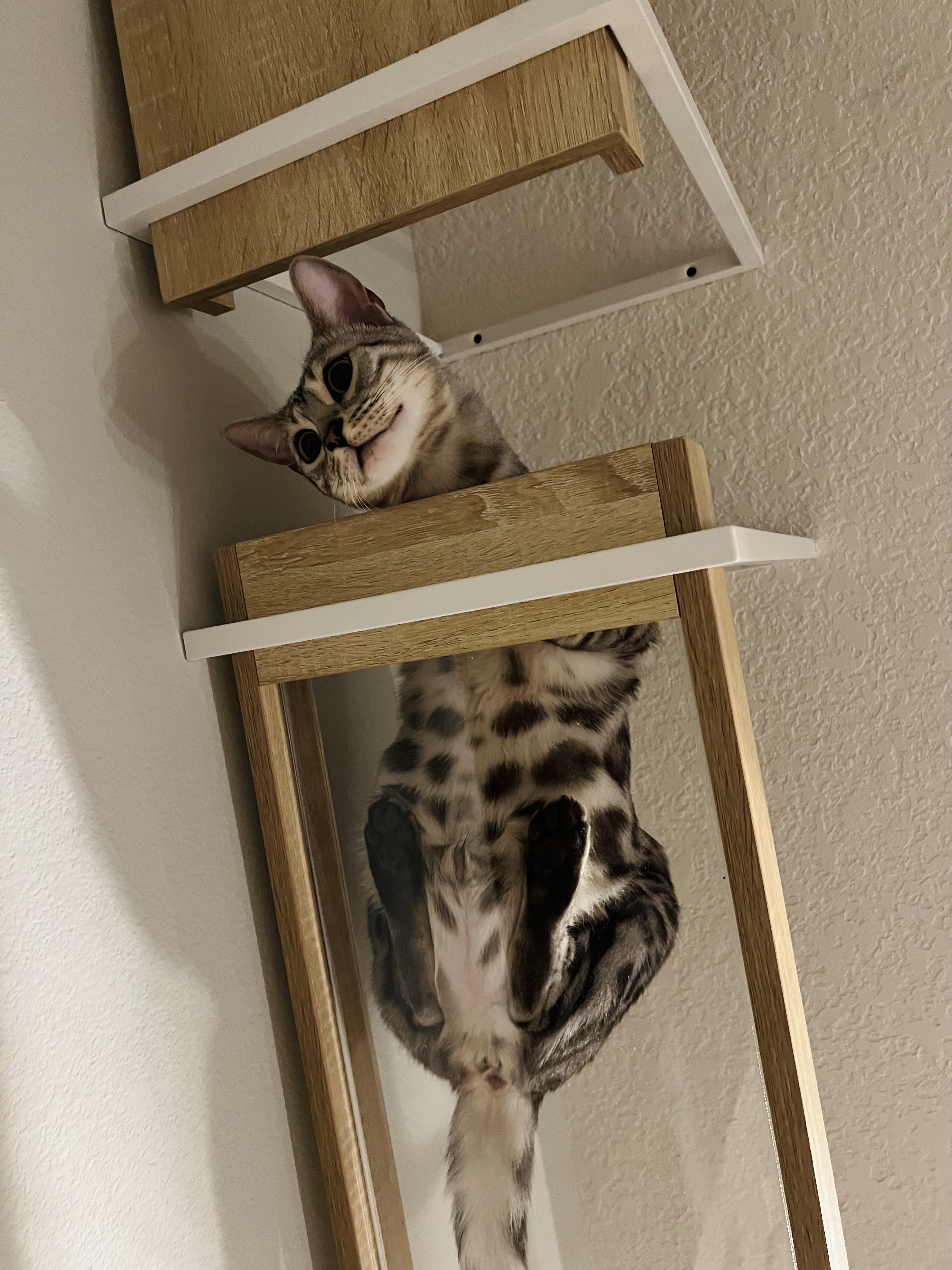 Bonus belly spots | Scrolller