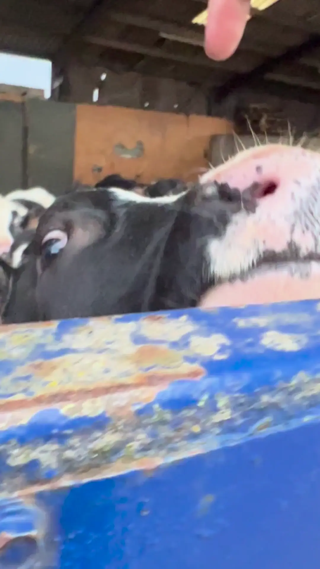 Discover more like Cow: Boops and Related Content | Scrolller