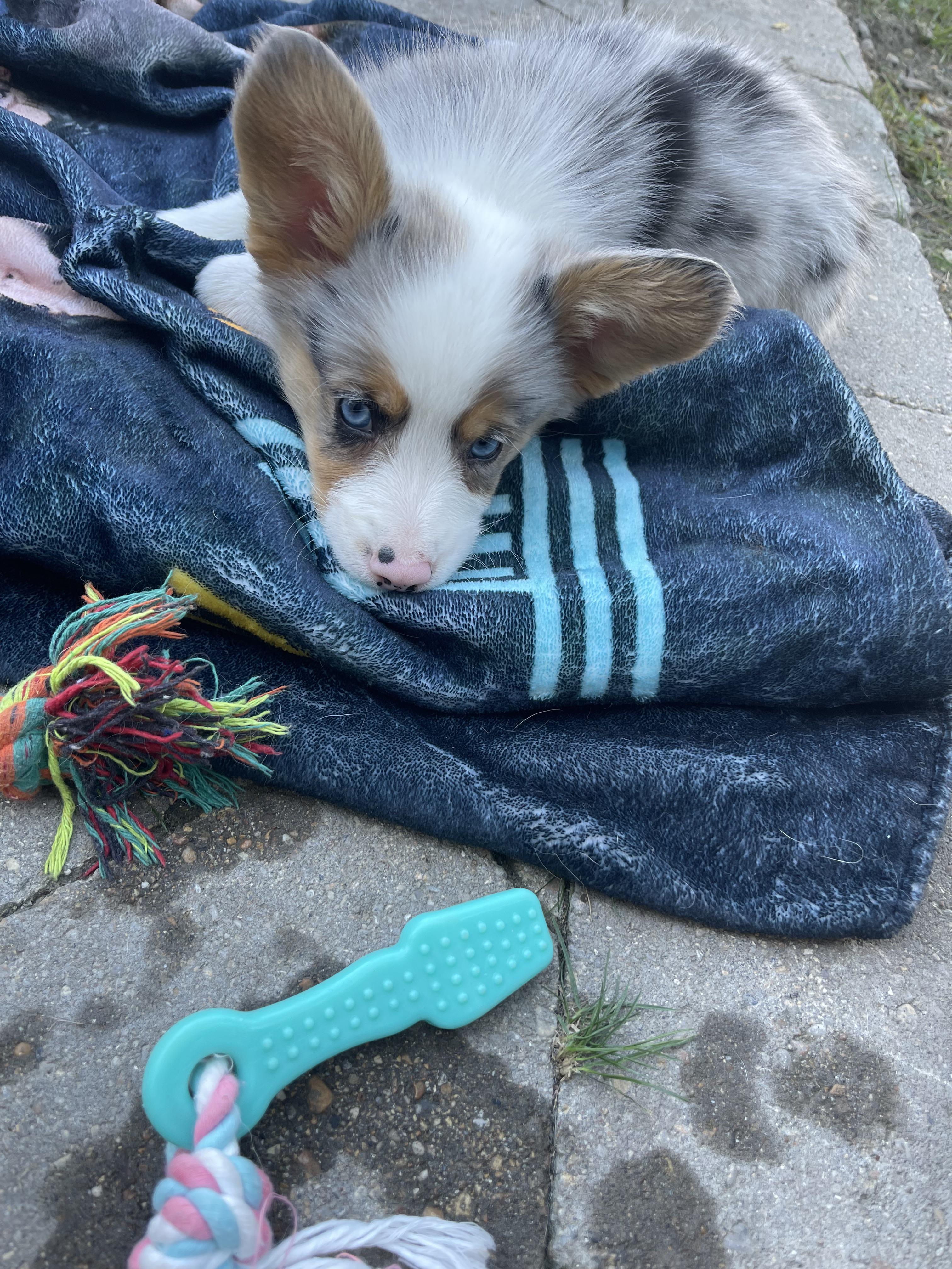 Corgi sploot | Scrolller