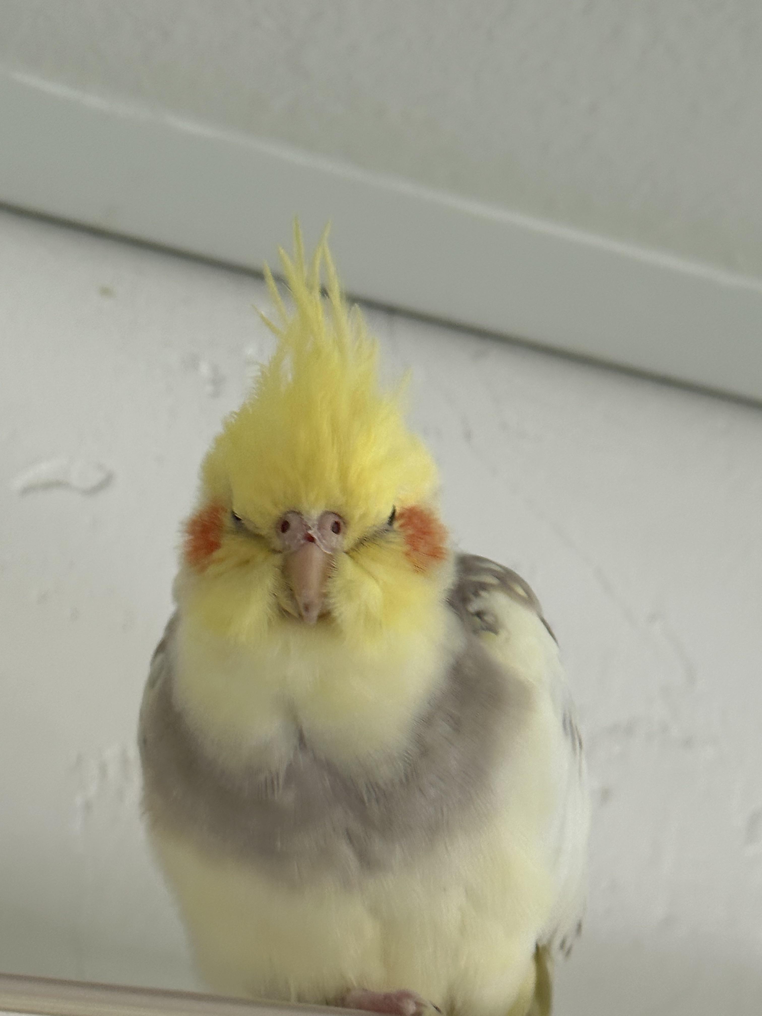 Weird bird | Scrolller