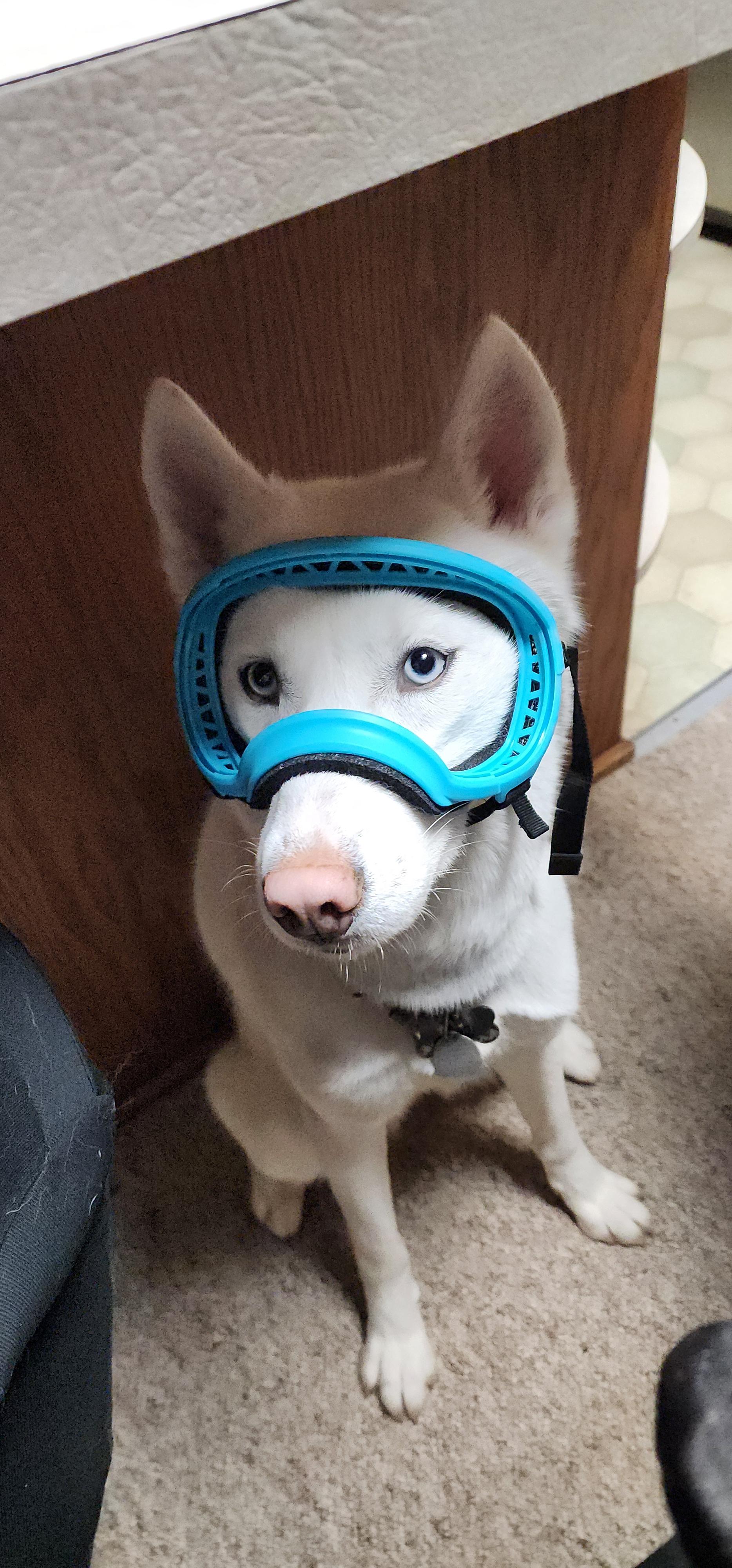 The girls got their Rex Specs | Scrolller