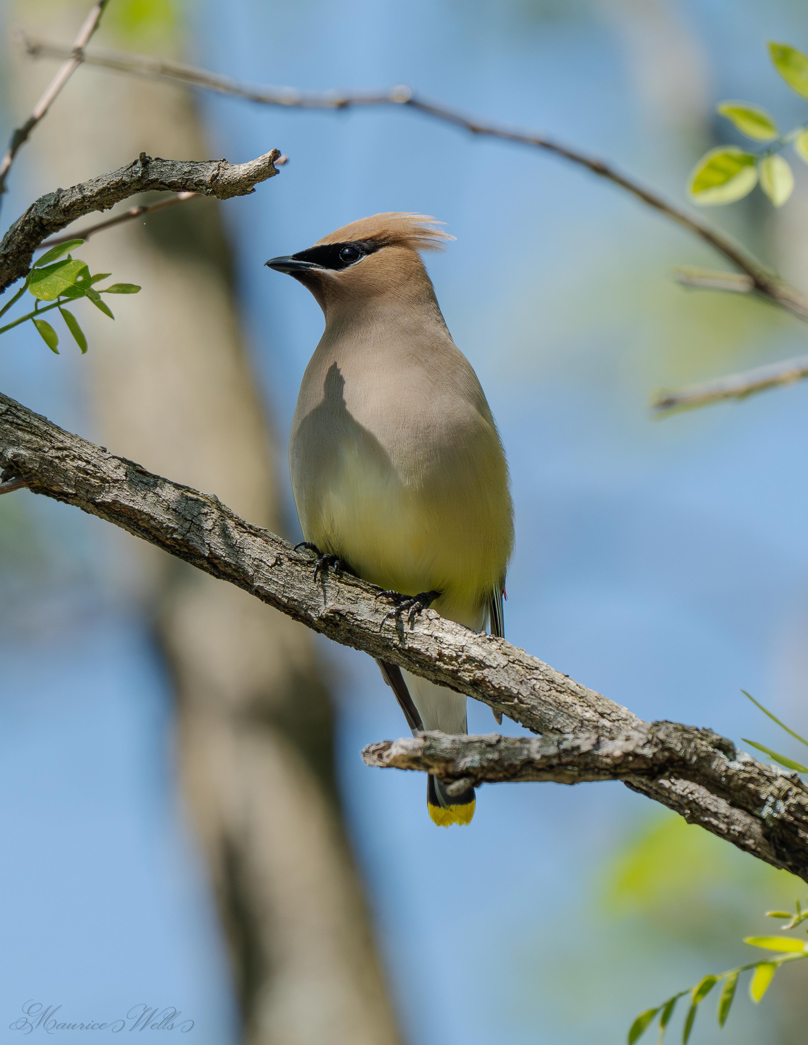 Cedar waxwing | Scrolller