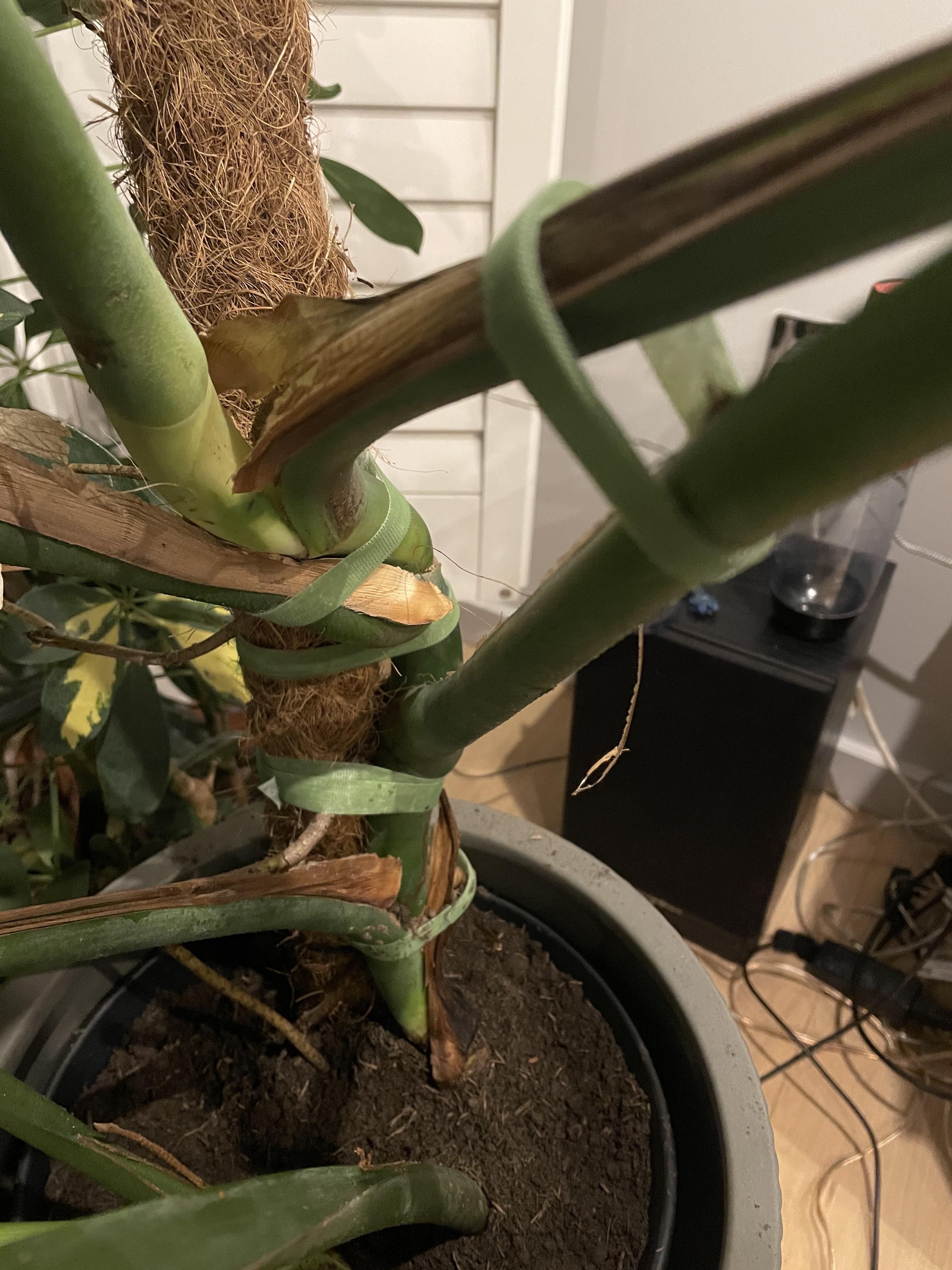 Is this setup supporting my monstera? | Scrolller
