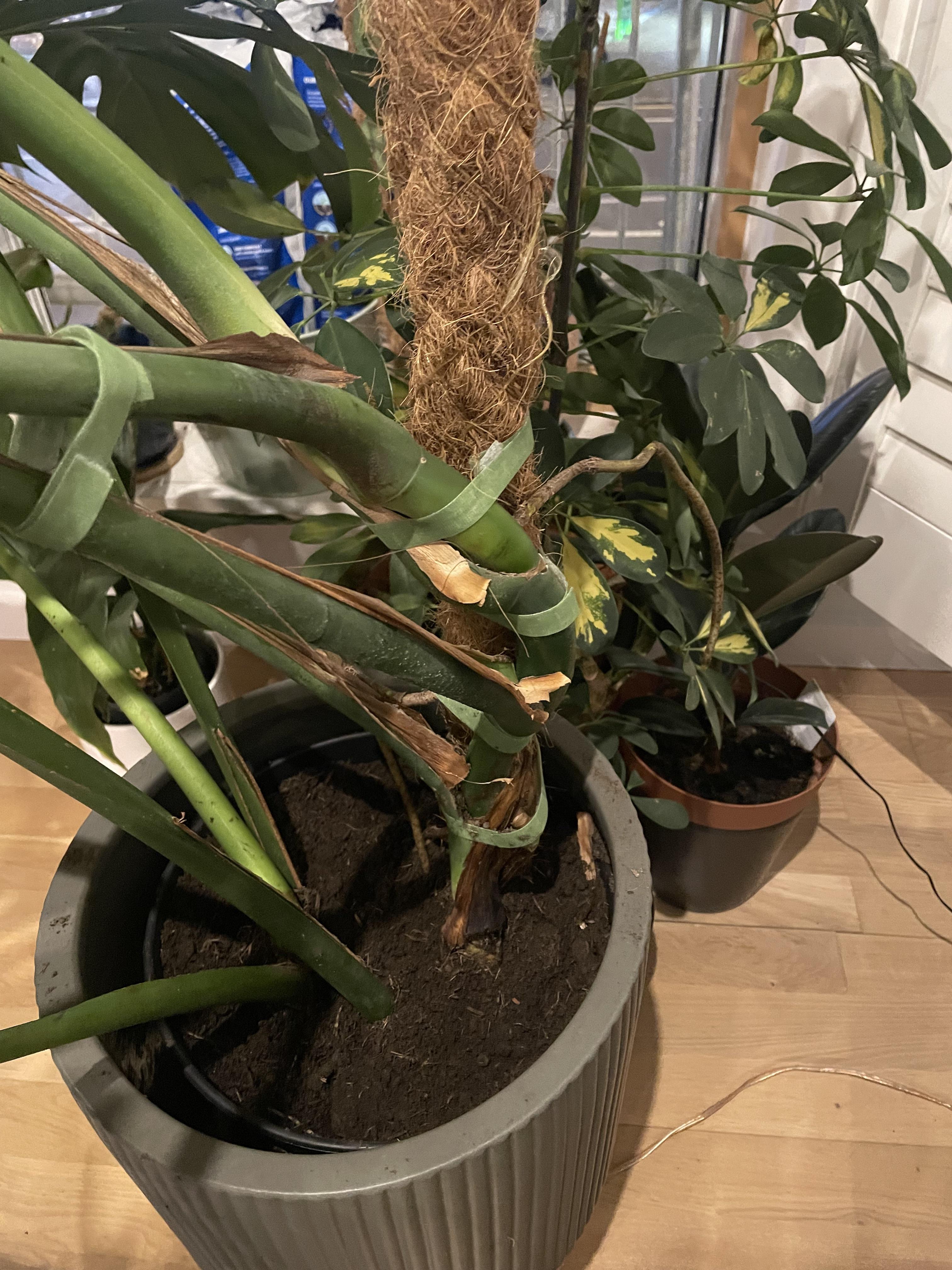Is this setup supporting my monstera? | Scrolller
