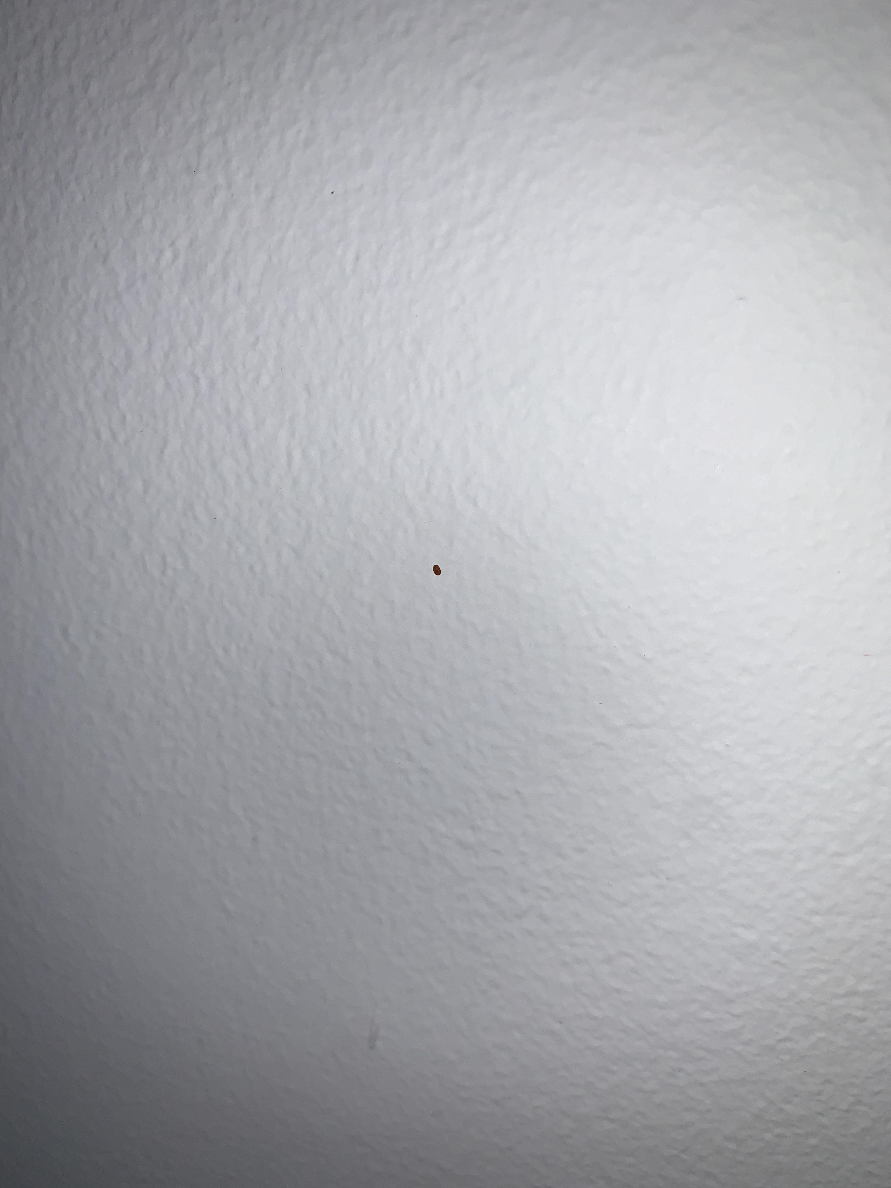 Help: Little Brown dots | Scrolller