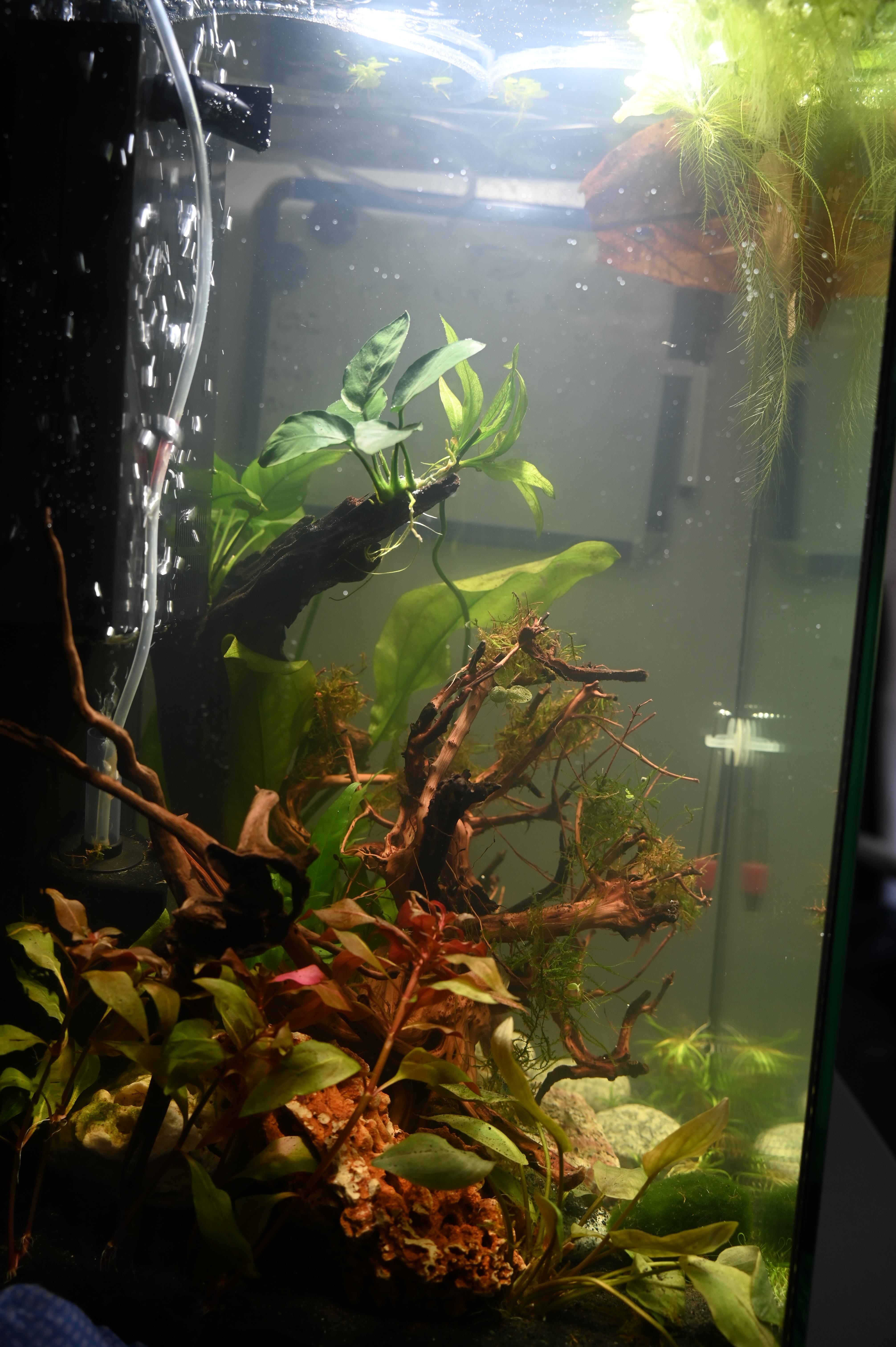 New shrimp tank upgrade! | Scrolller