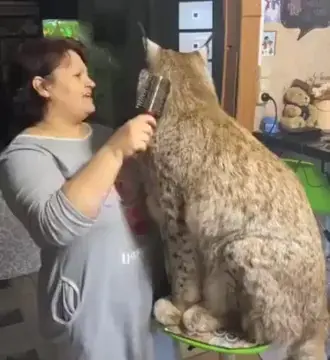 Brush brushy | Scrolller