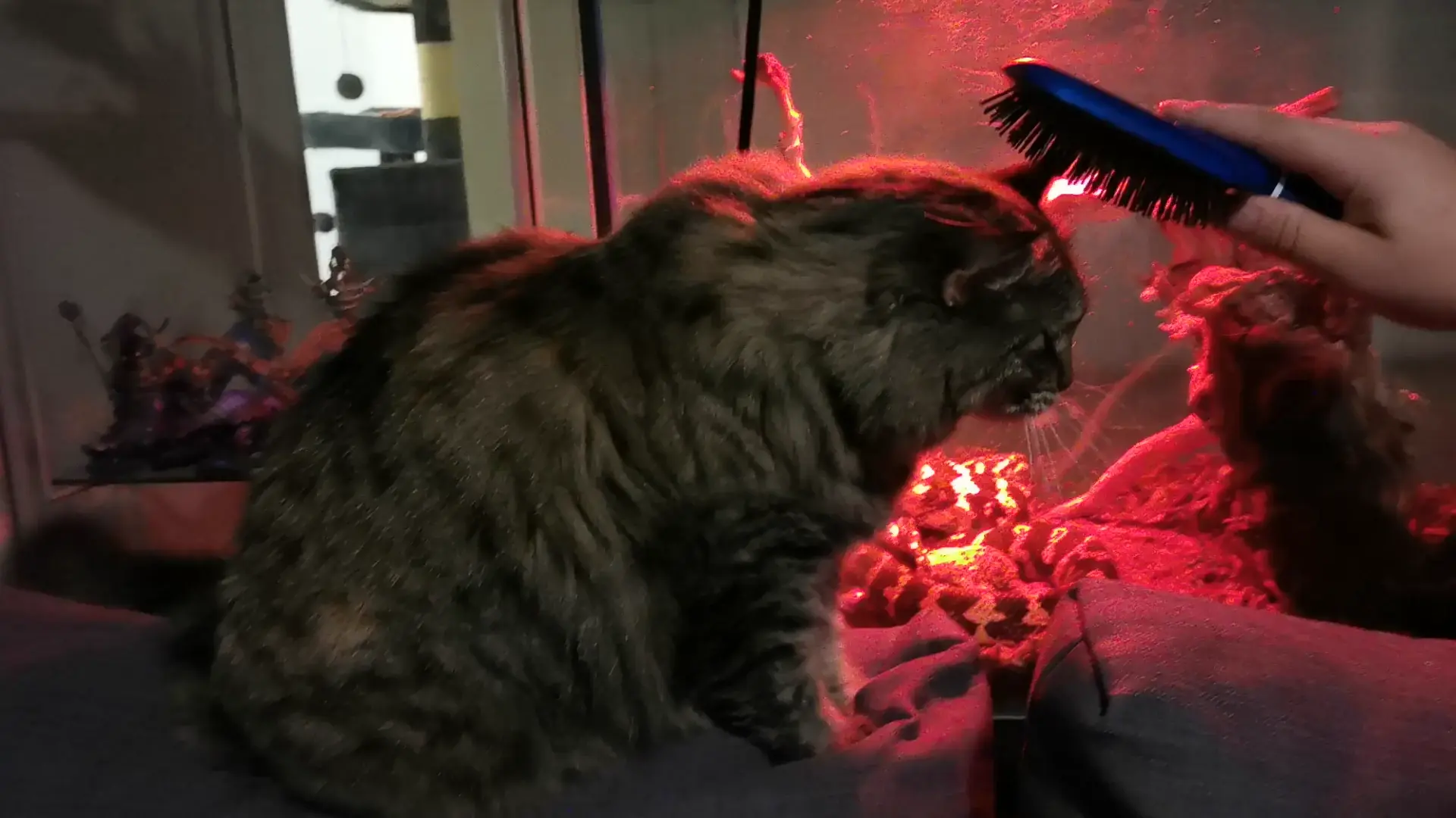 Brush me, human | Scrolller