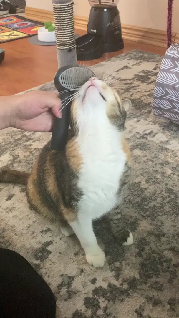 Brushing Sassy | Scrolller