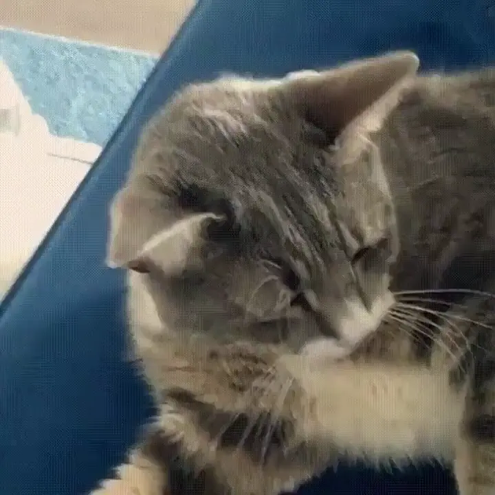 Brushy brushy | Scrolller