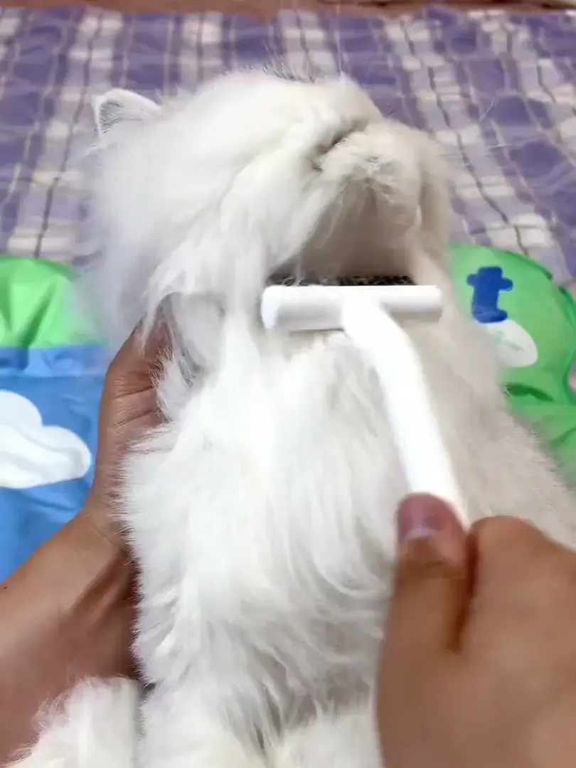 Brushy brushy | Scrolller