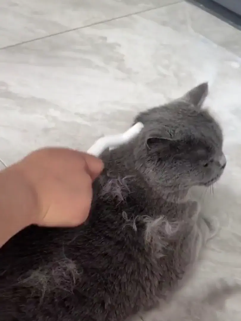 Brushy brushy | Scrolller