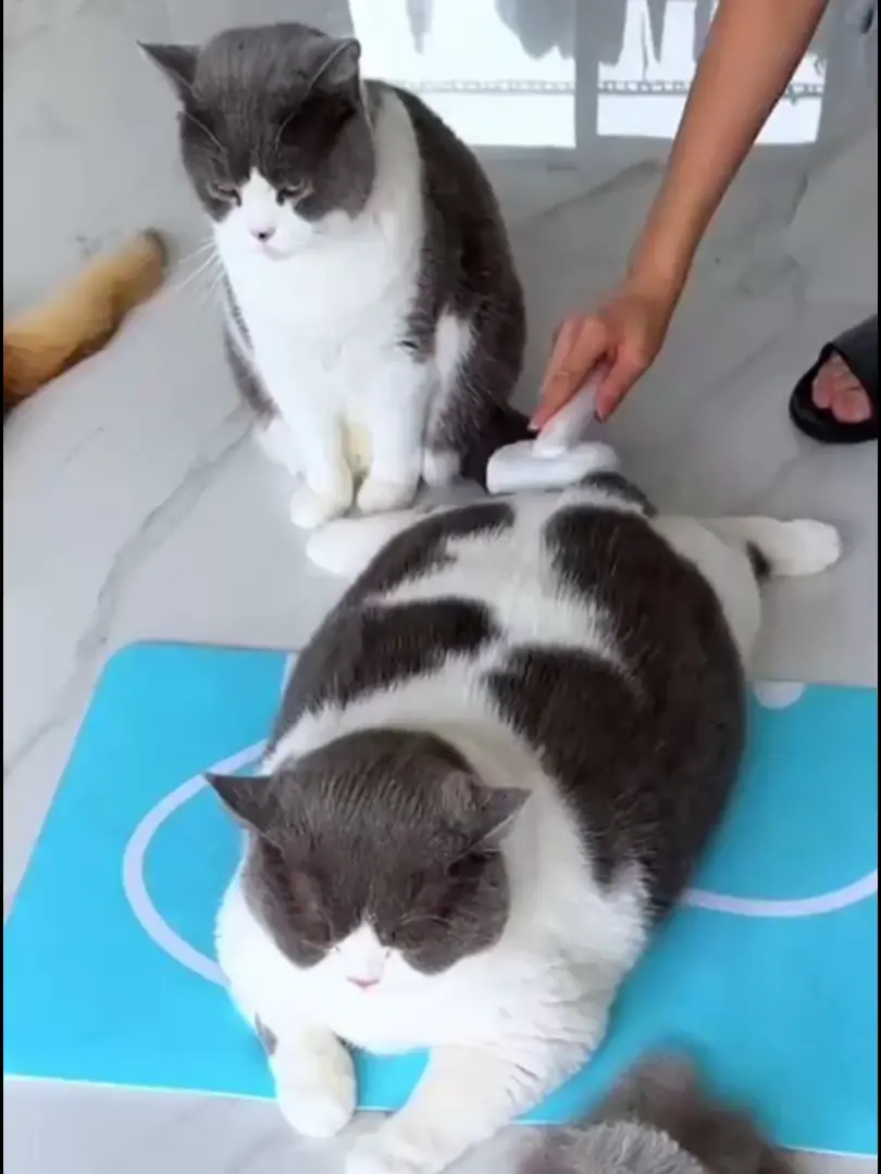 Brushy for cat laof | Scrolller