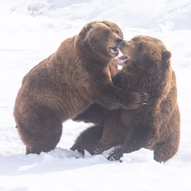 Brute strength | Scrolller