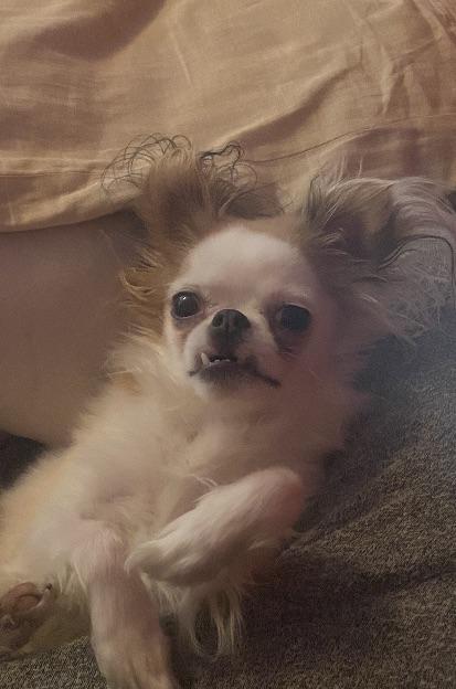 Cricket + Bed Head | Scrolller