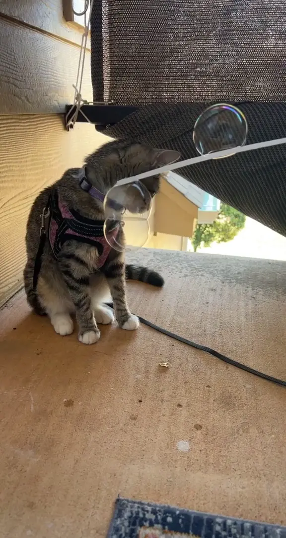 Bubble taps | Scrolller