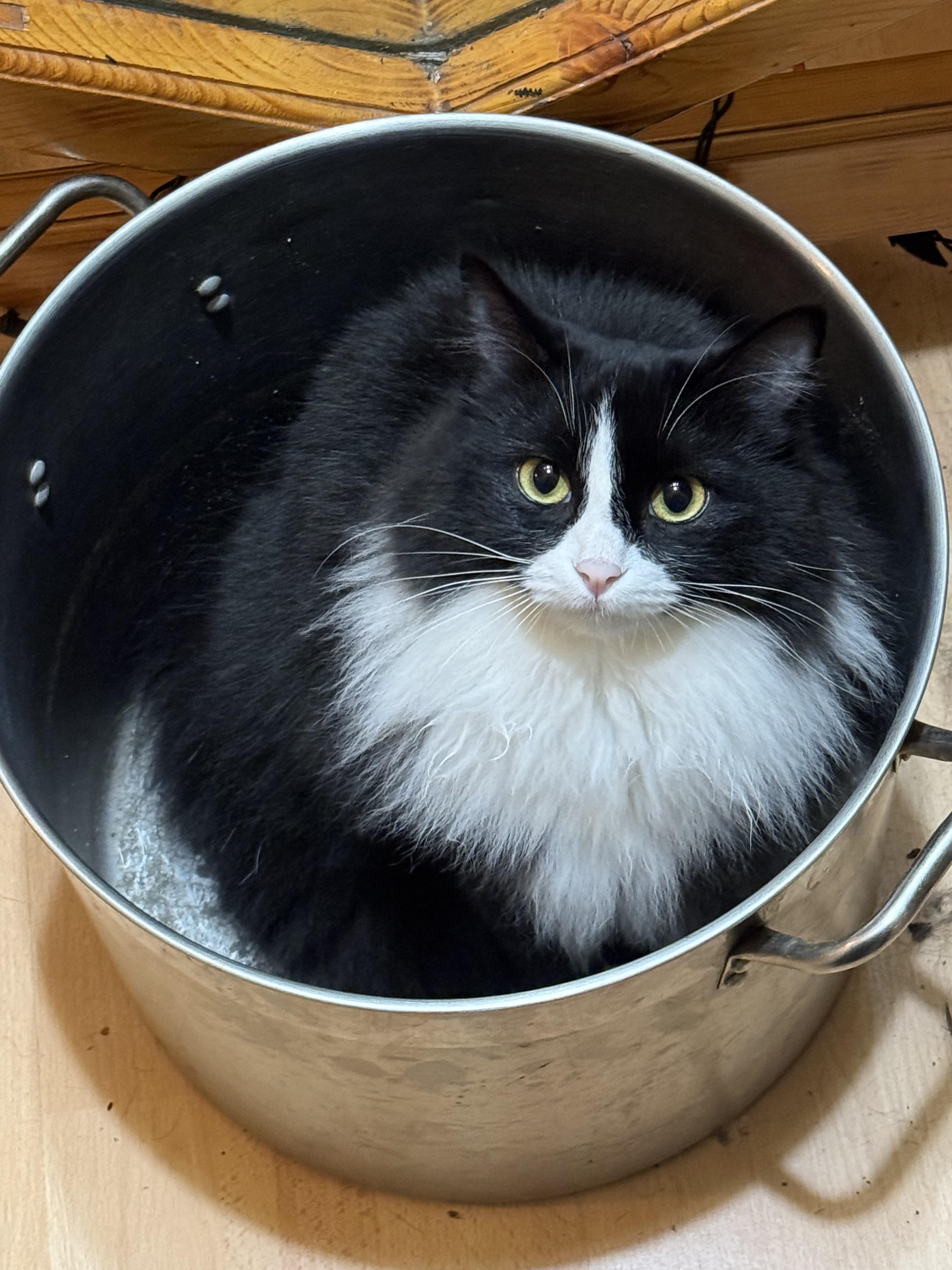 Bucket Cat! | Scrolller