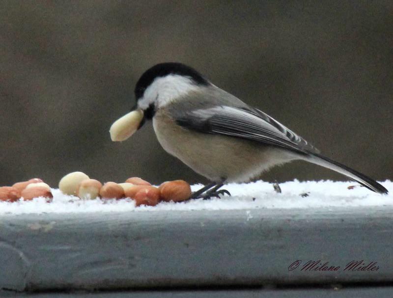 Peanut pics | Scrolller