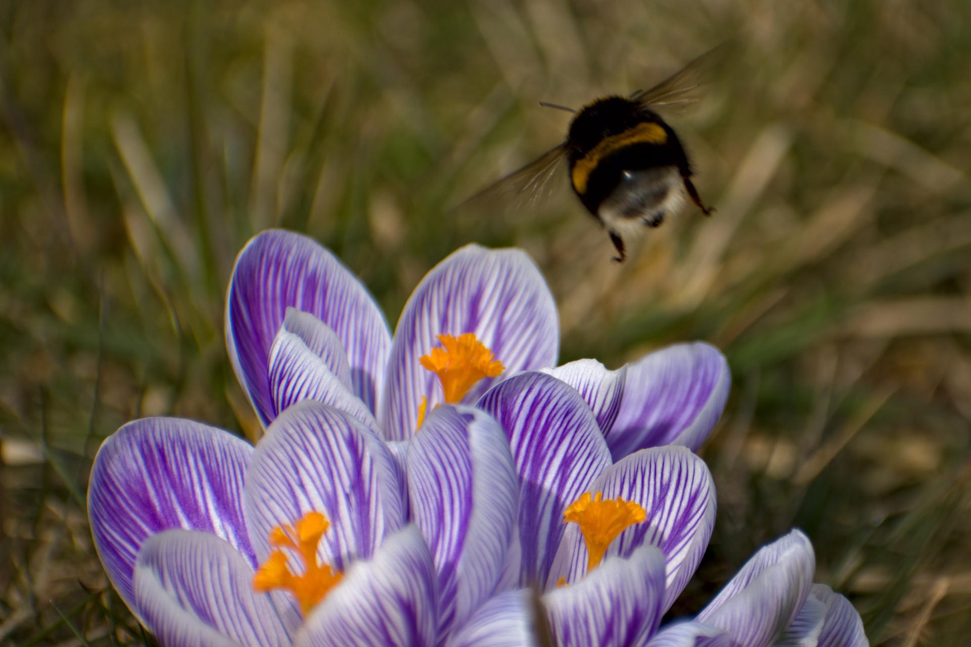 Bumblebee | Scrolller