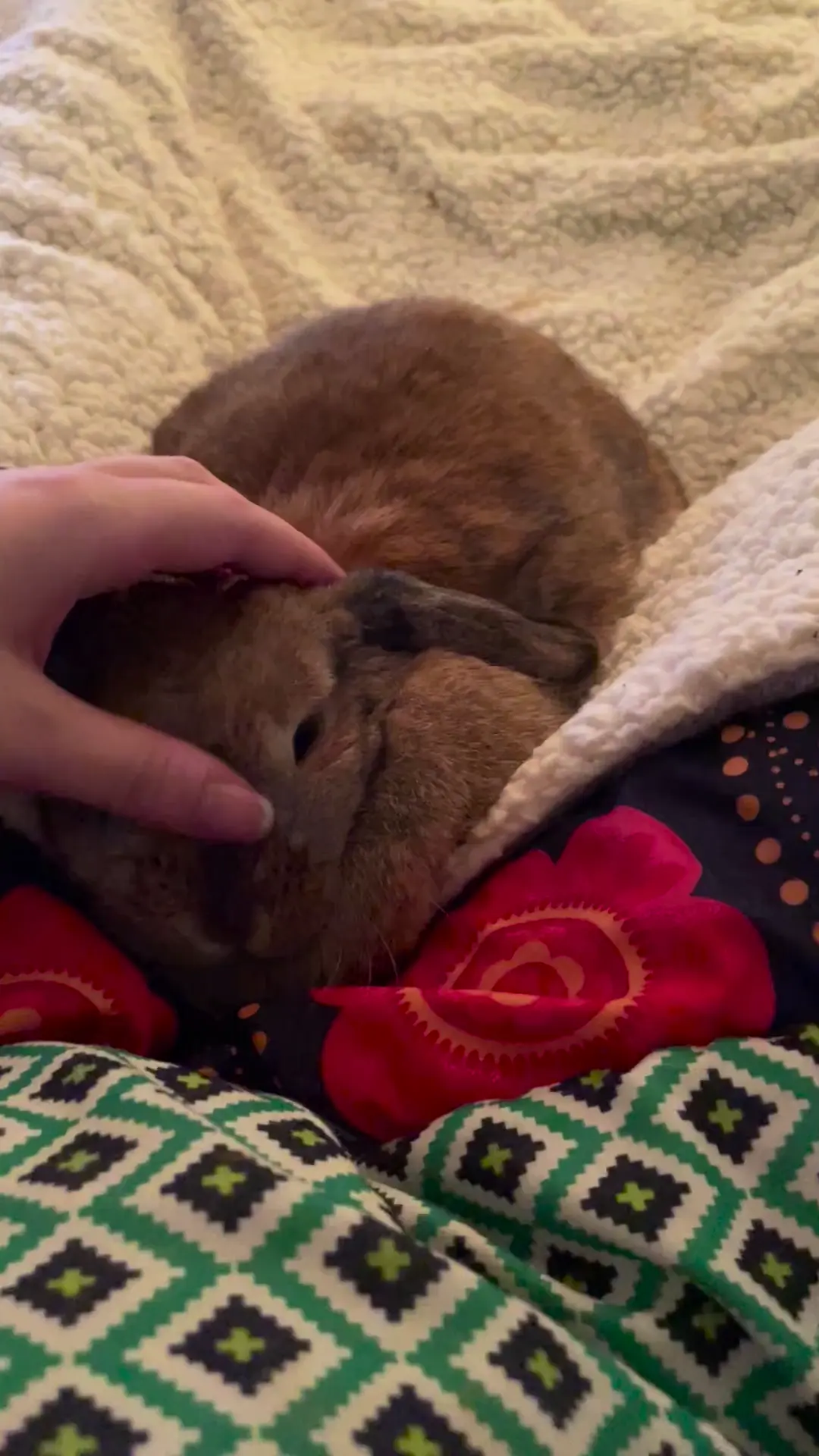 Bunny appreciation post | Scrolller