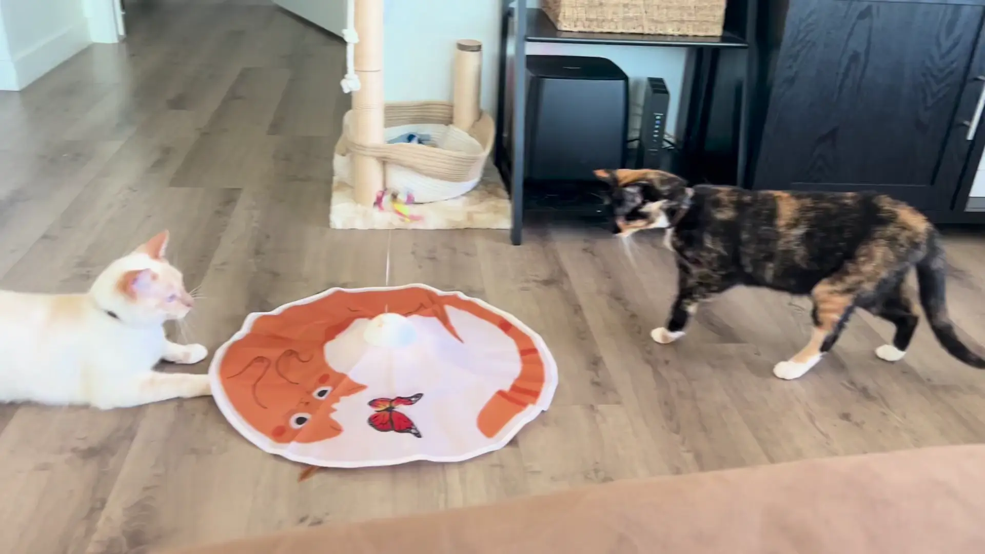 Butterfly taps | Scrolller