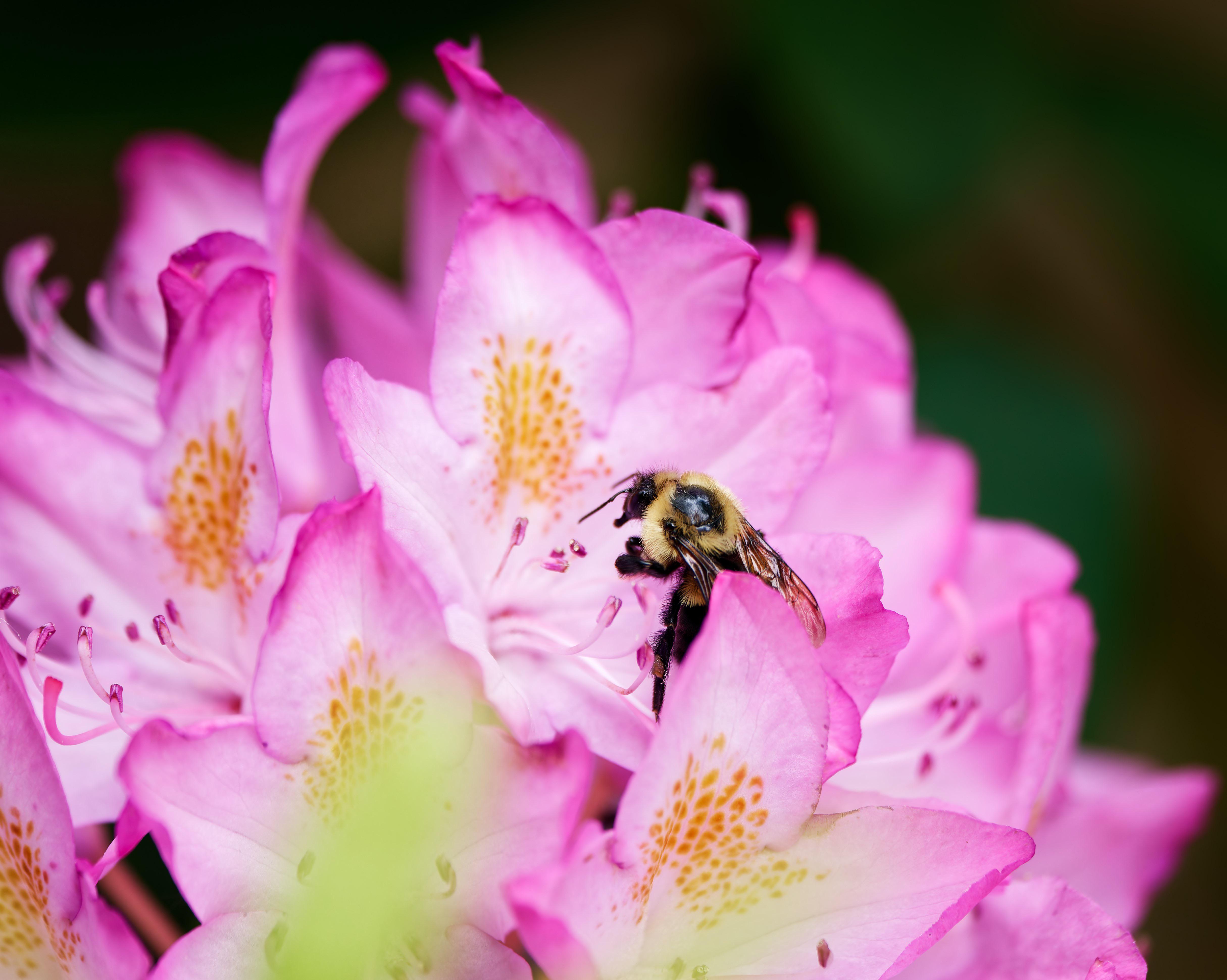 Buzz Buzz (G9 + 200mm f2.8) | Scrolller