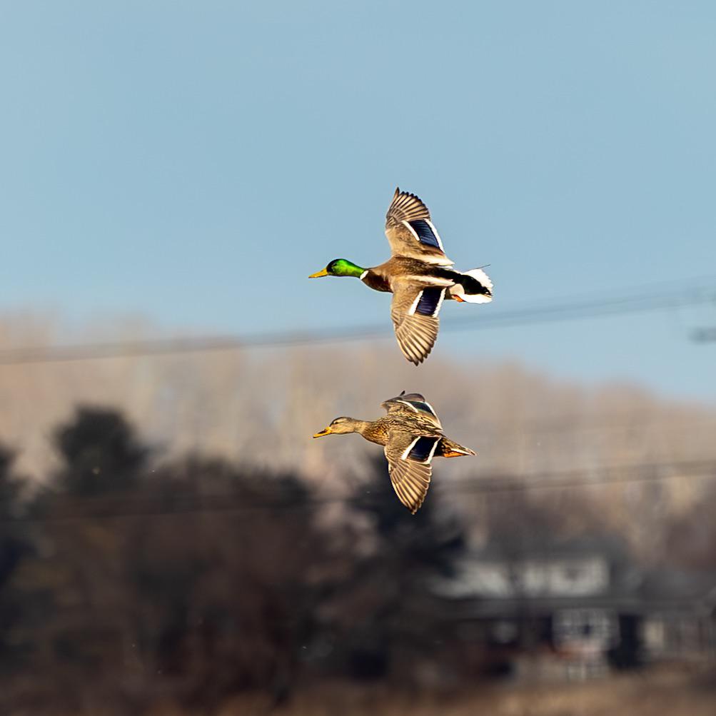 Maverick and Goose | Scrolller