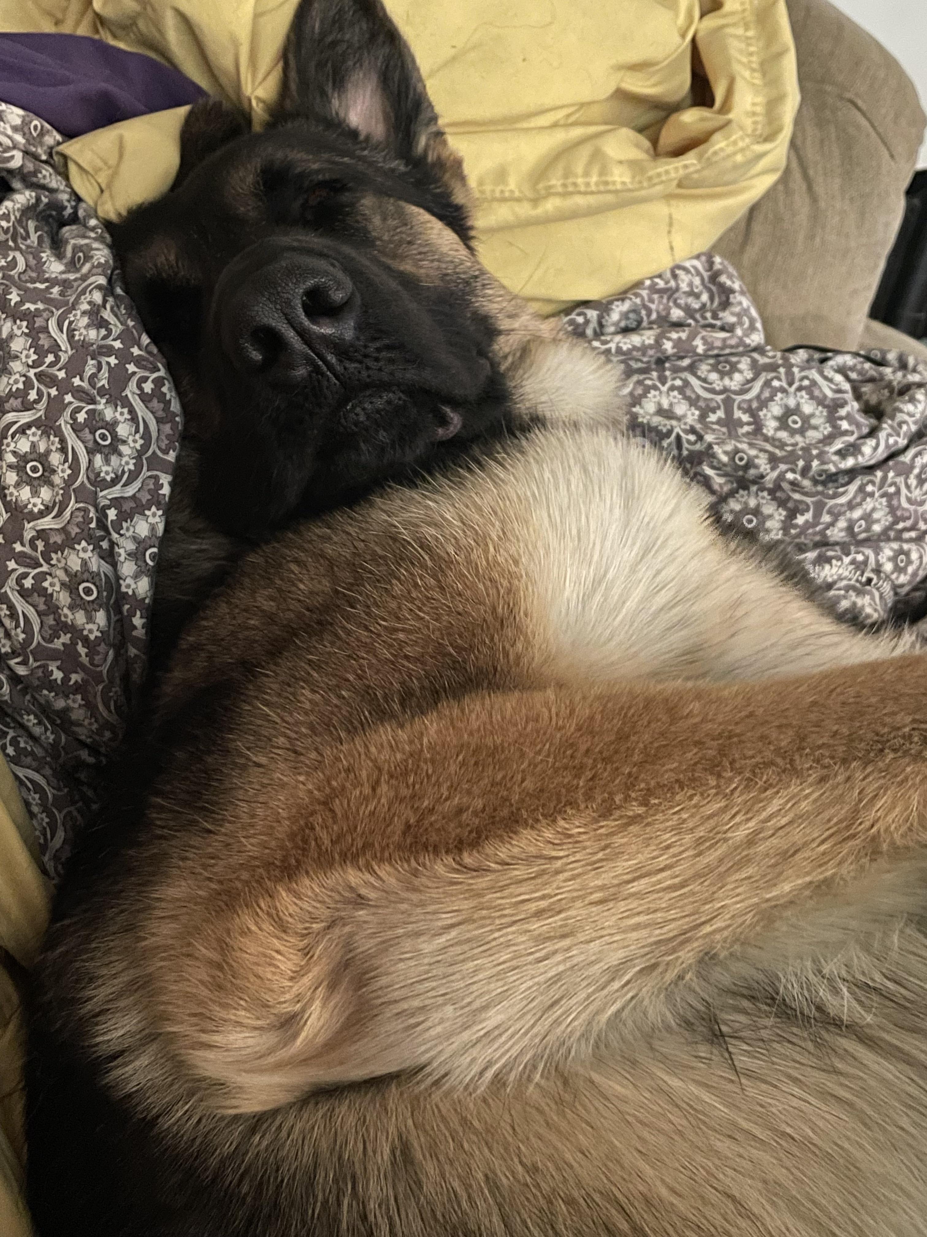 Big SaSa (aka Solomon the Wise) | Scrolller