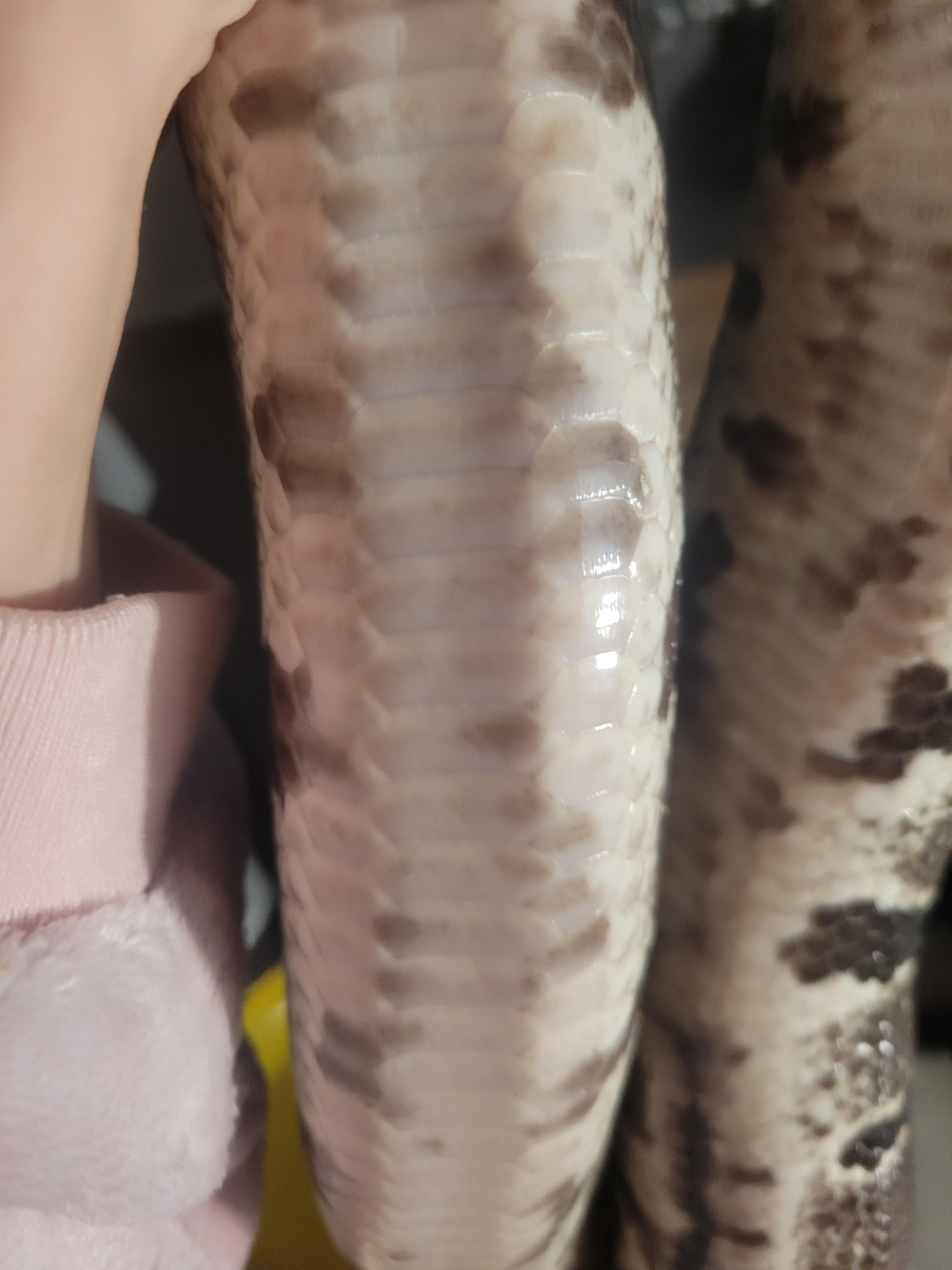 Scale rot?? | Scrolller