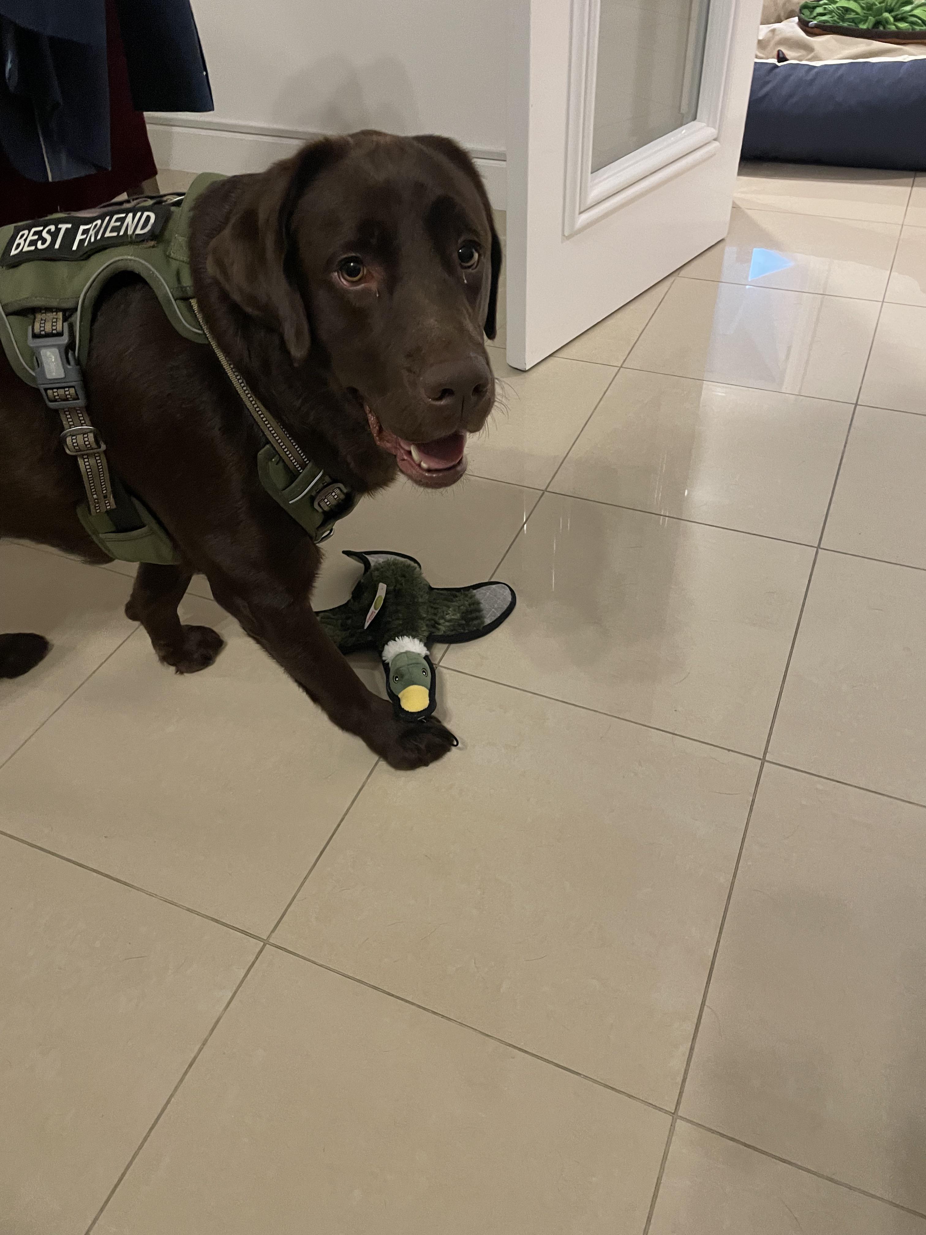 Smoky the chocolate lab | Scrolller