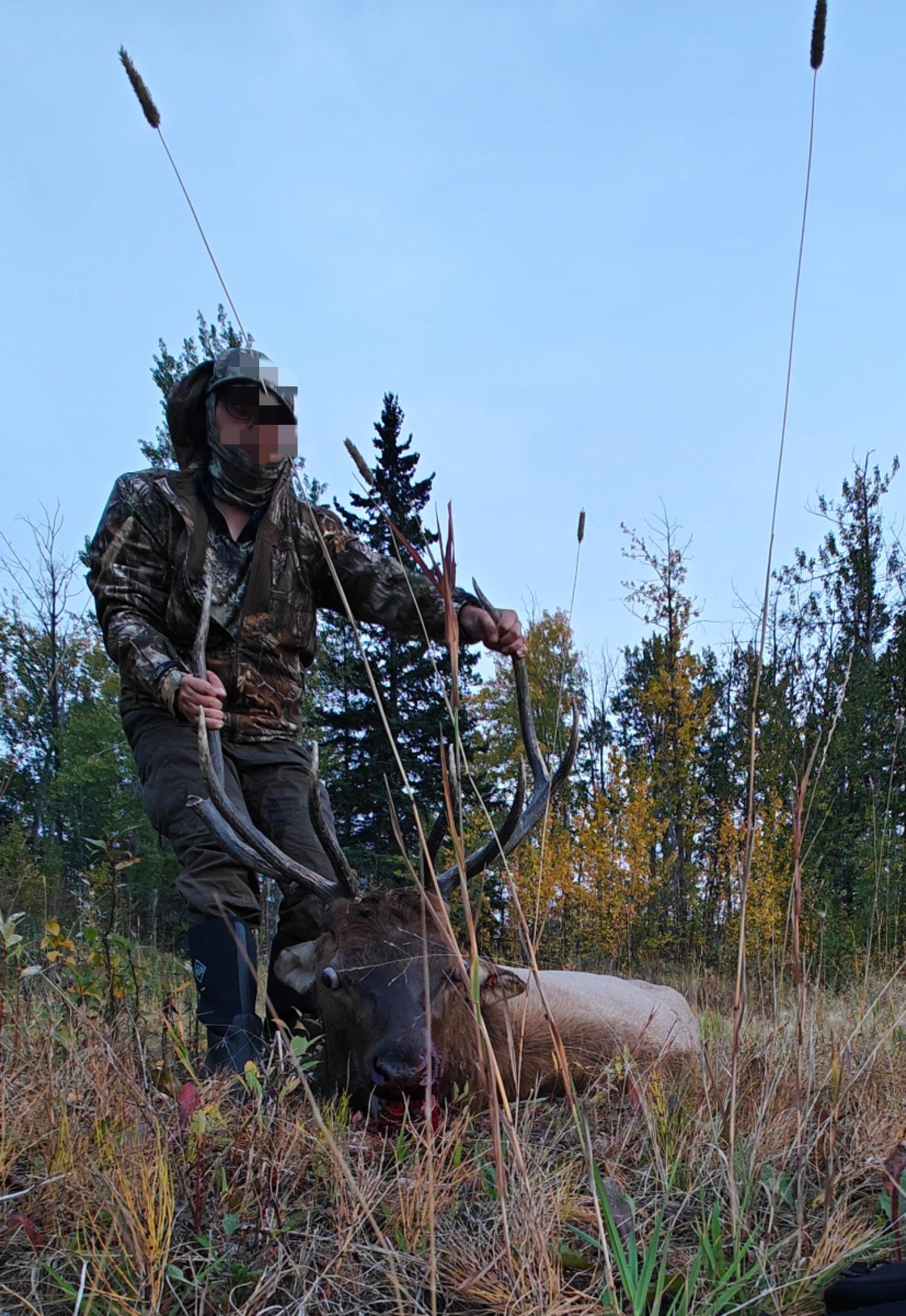 Alberta elk | Scrolller