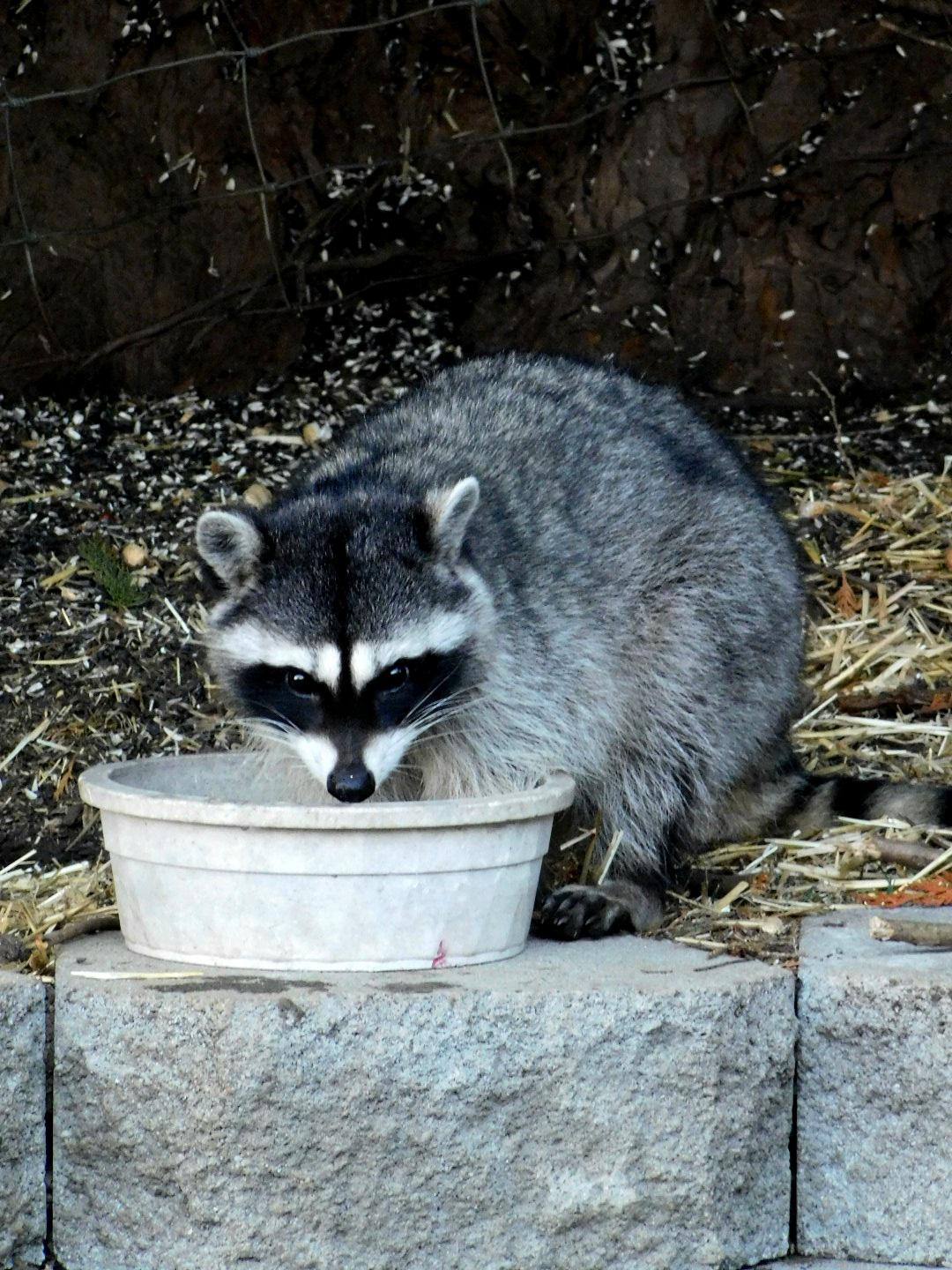 Early morning visitors. | Scrolller