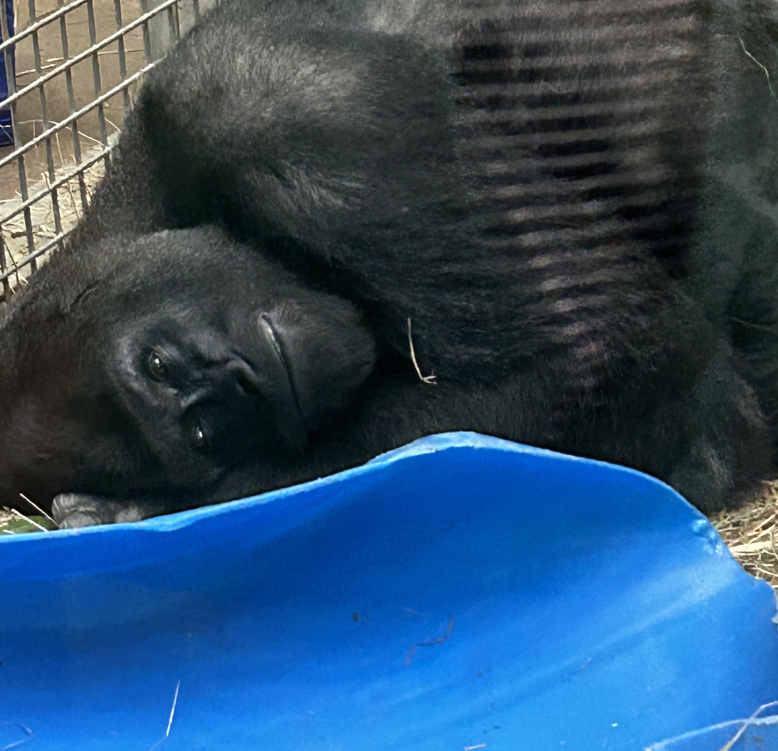 Resting gorilla | Scrolller